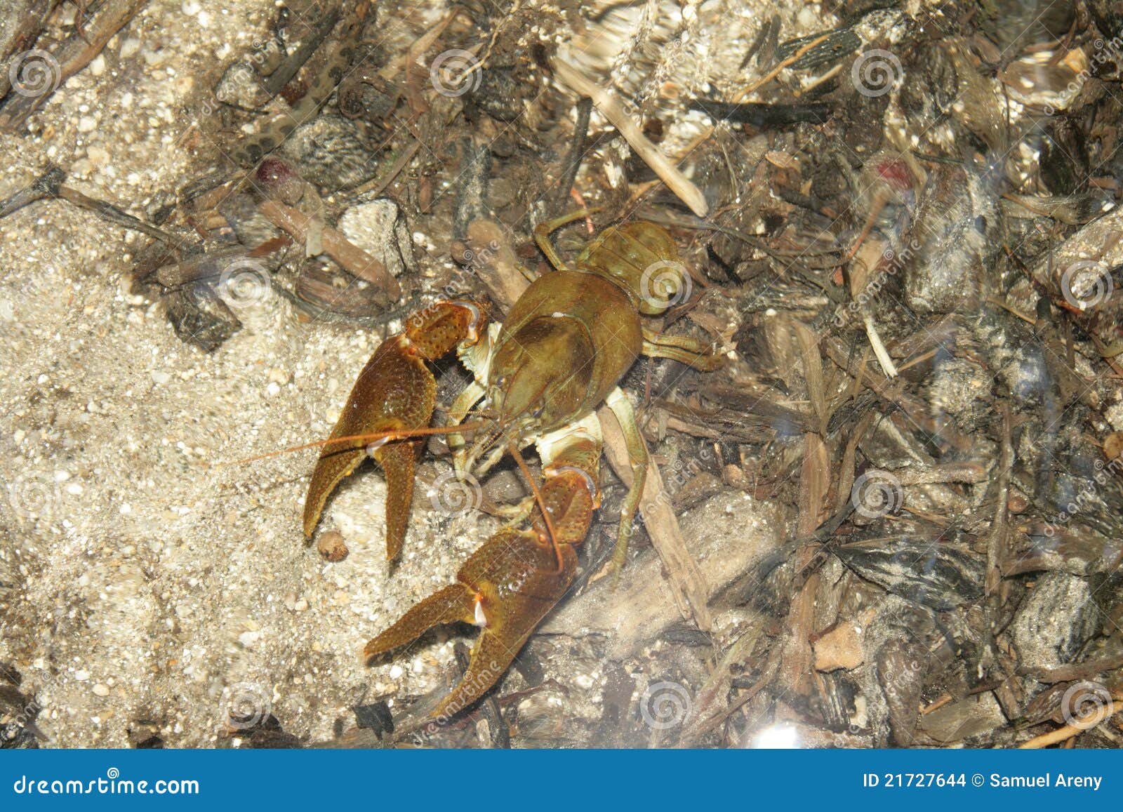 European Freshwater Crayfish Stock Photo - Image of crustacean ...