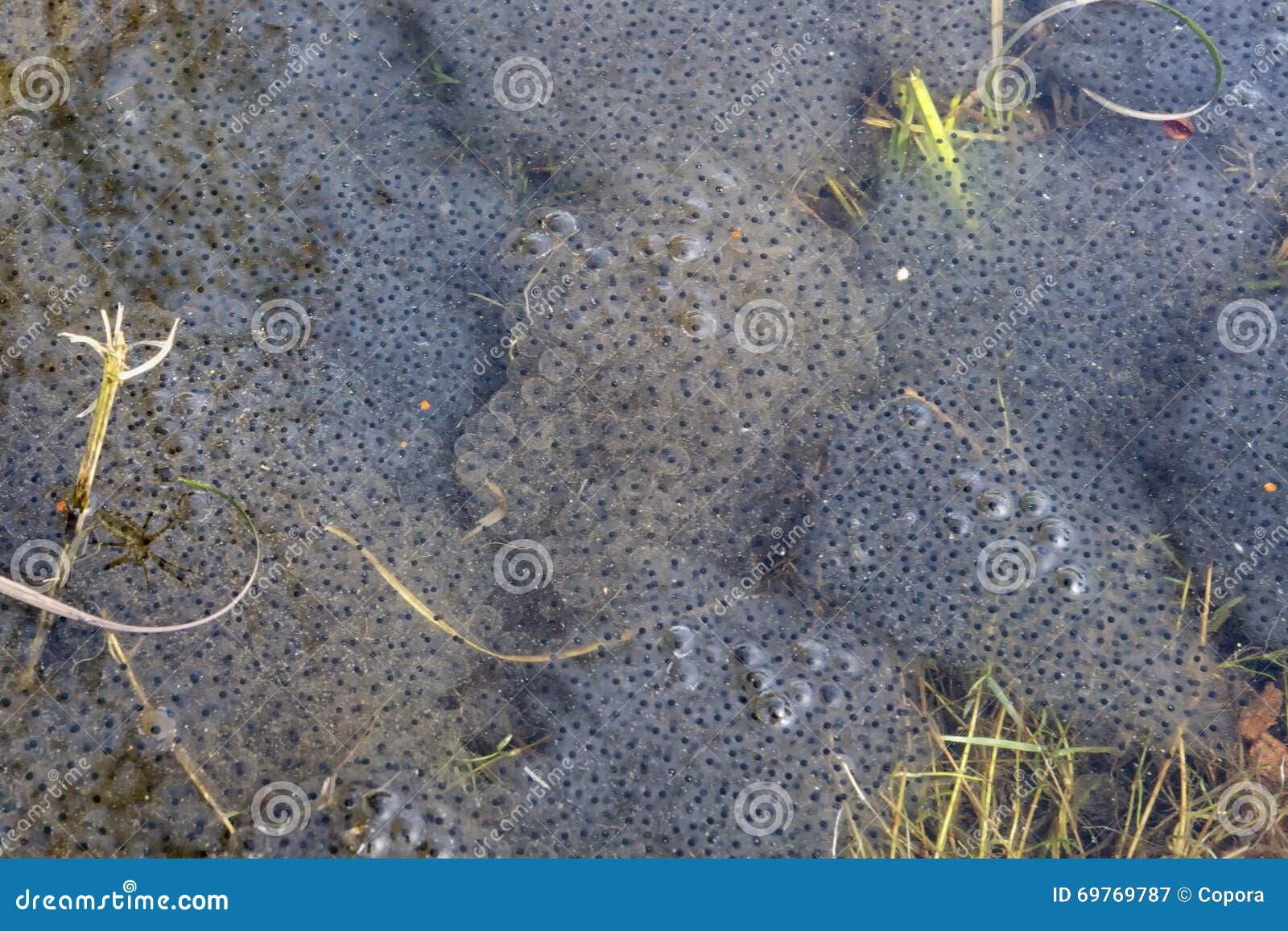 European Frog Spawn in Pond Stock Image - Image of water, european ...