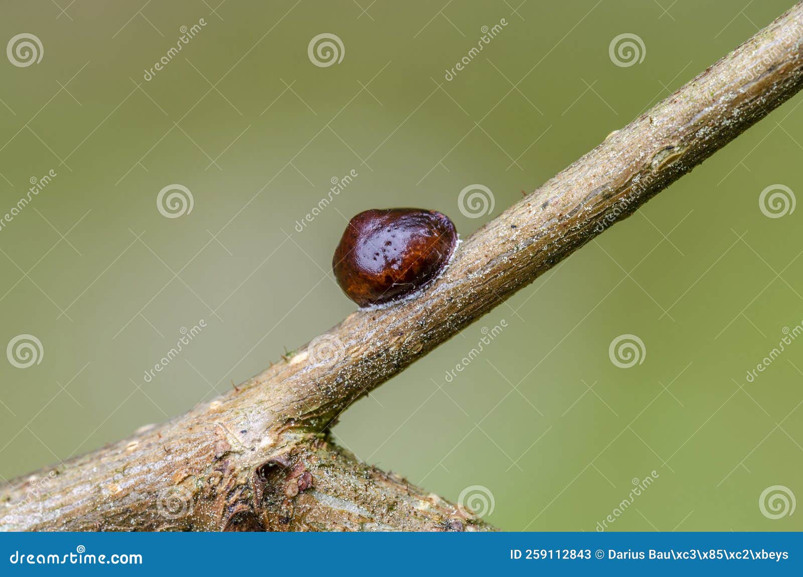The European Fruit Scale on Twig Stock Image - Image of european, fruit ...