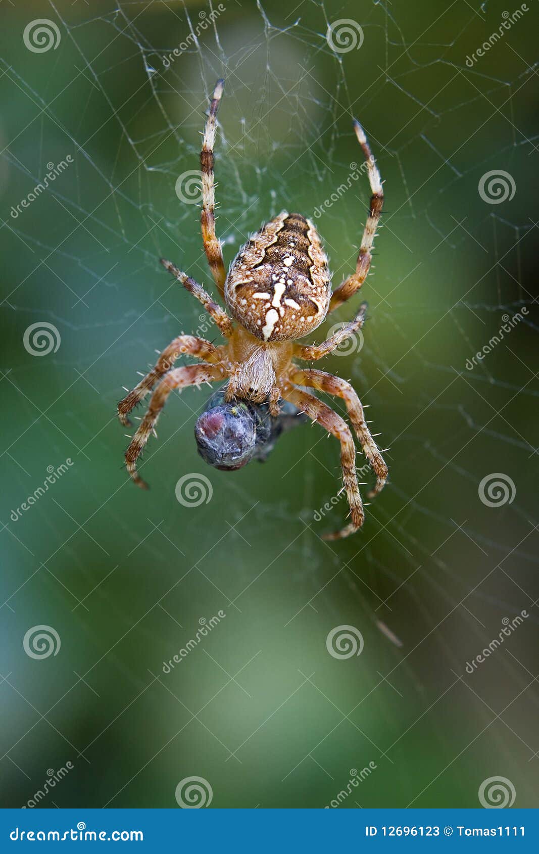 European garden spider stock image. Image of araneus - 12696123