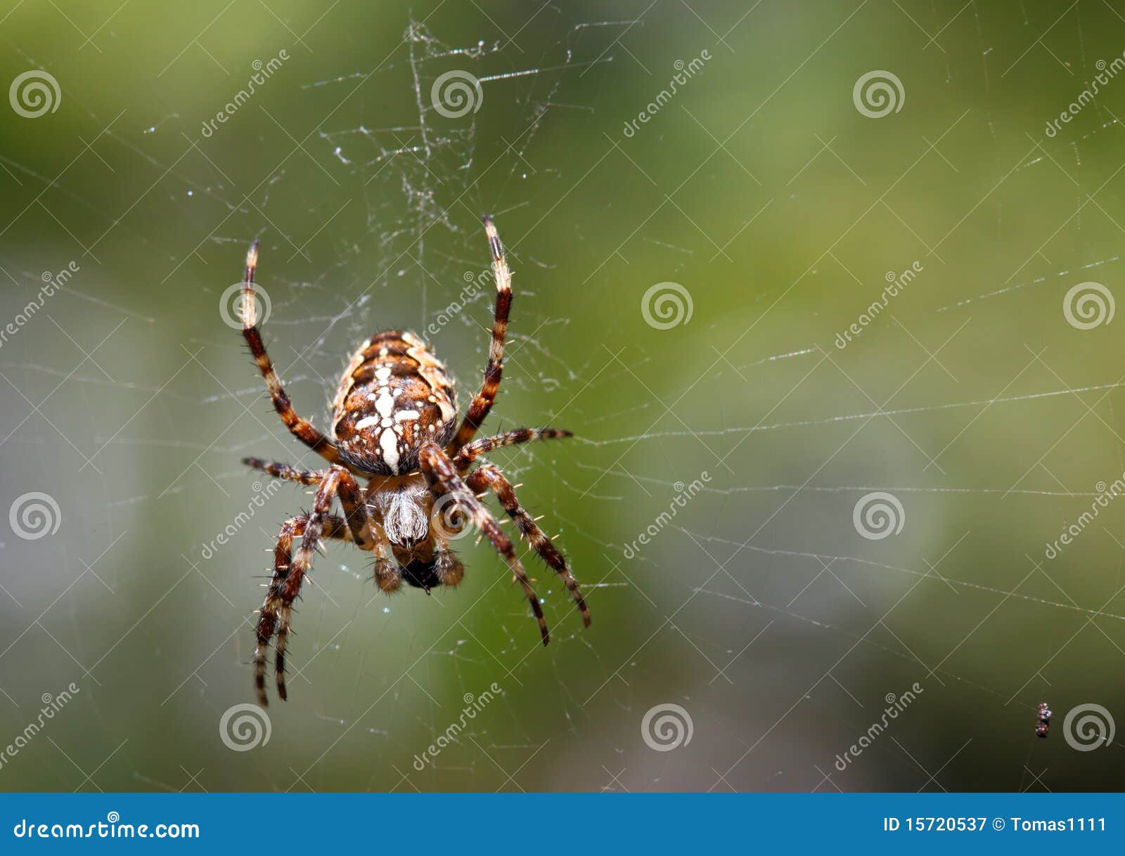 European garden spider stock image. Image of green, legs - 15720537