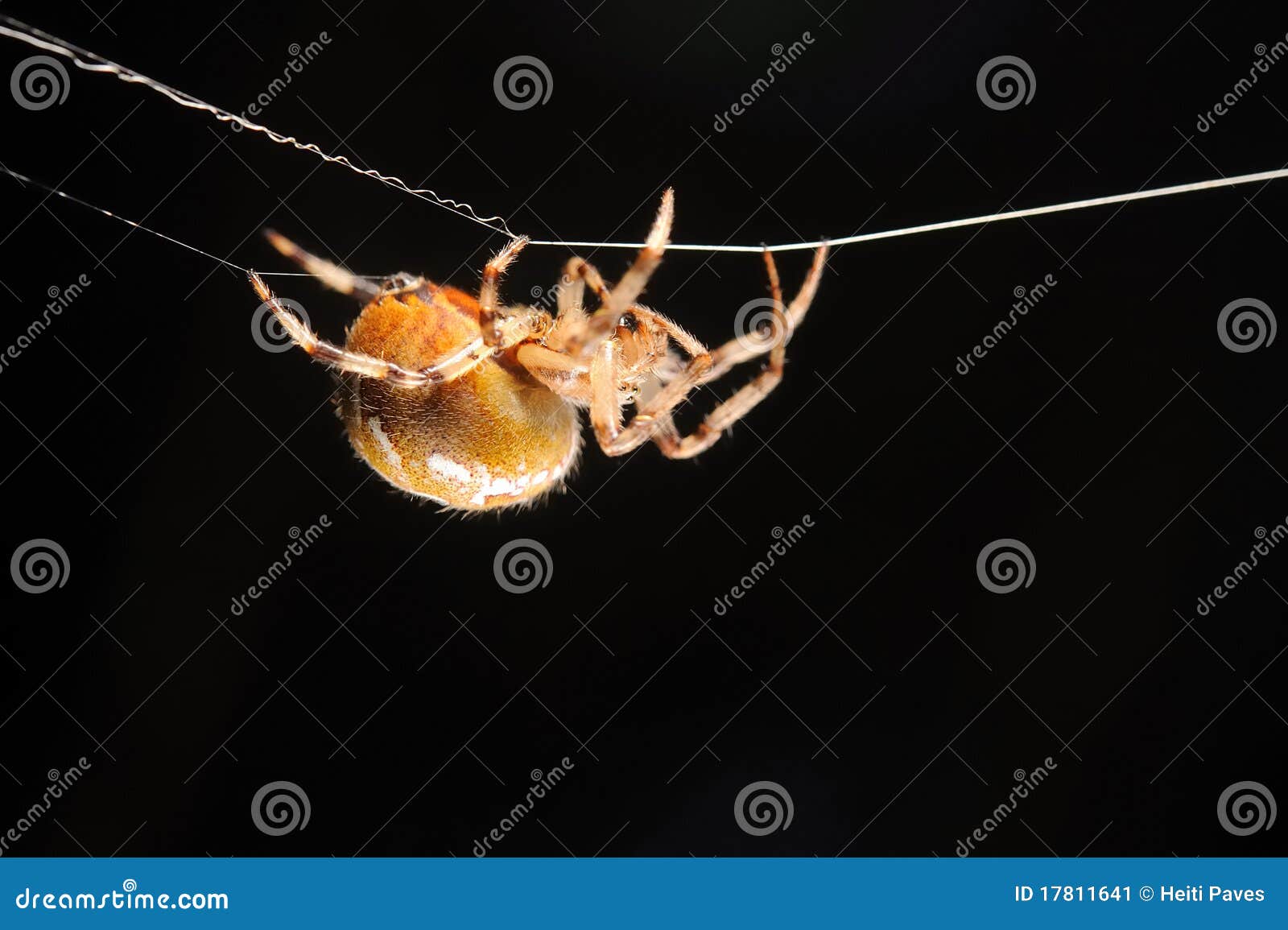 European garden spider stock image. Image of spider, closeup - 17811641