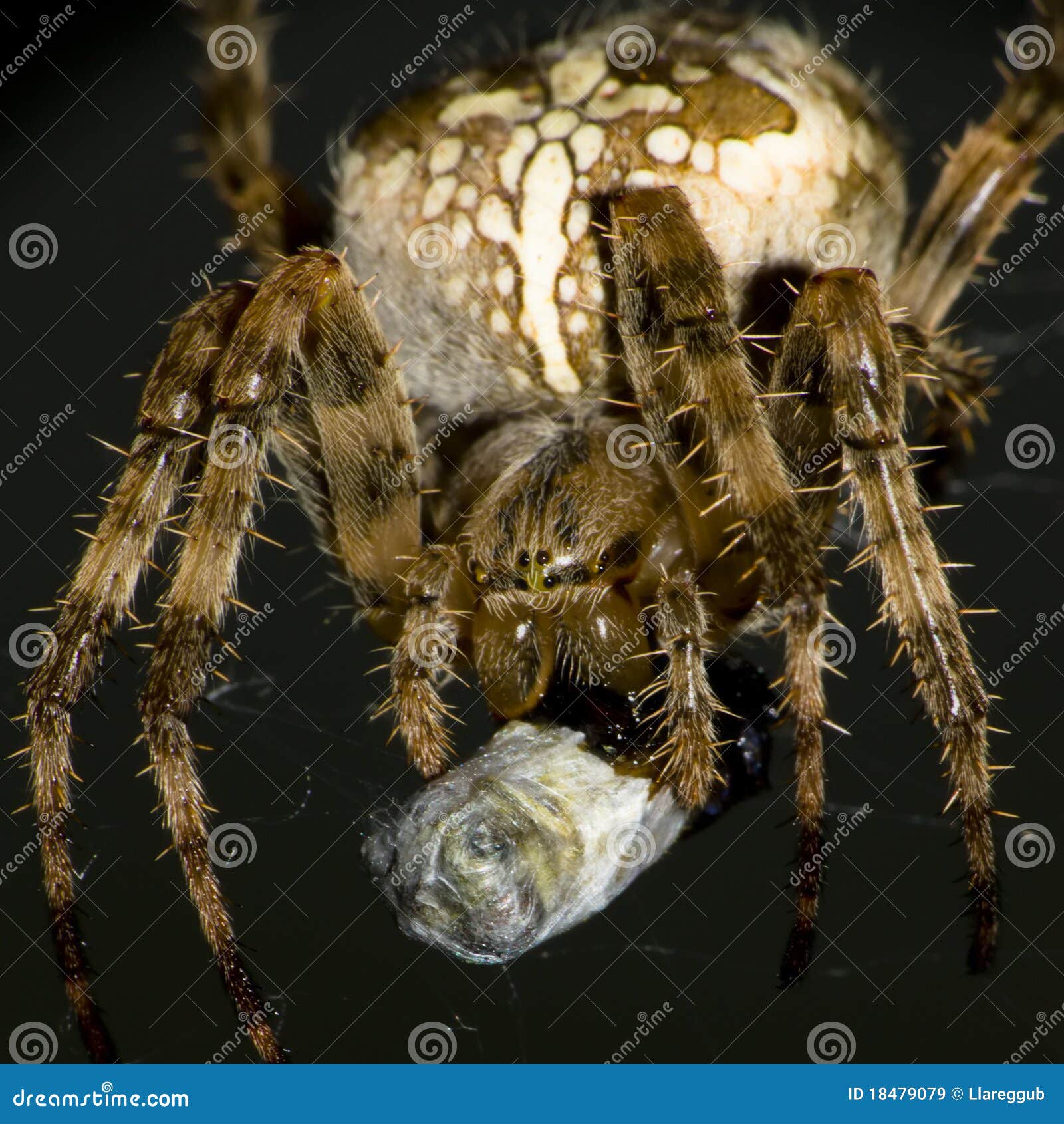 European garden spider stock image. Image of wildlife - 18479079