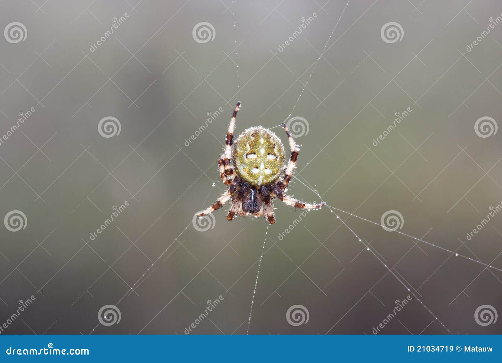 European garden spider stock image. Image of wildlife - 21034719