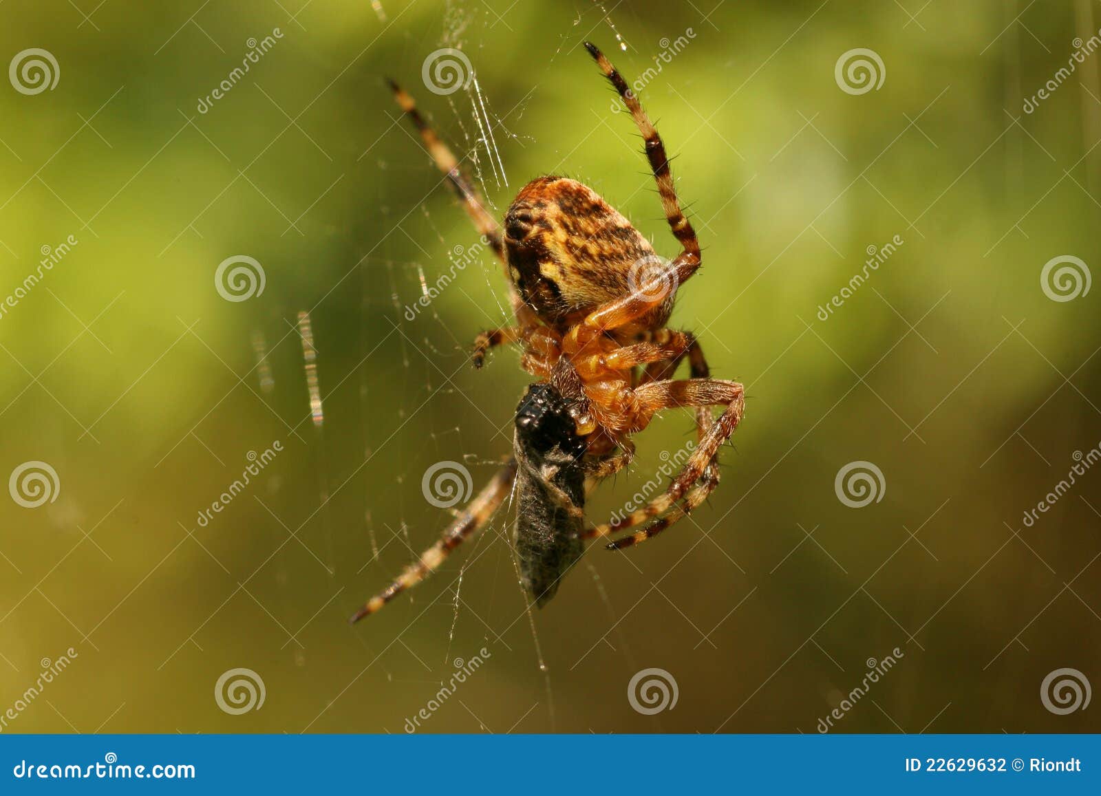 European garden spider stock photo. Image of spider, arachides - 22629632