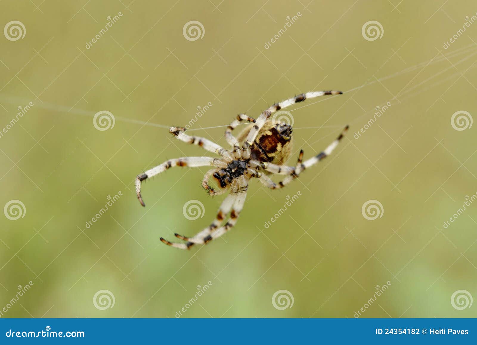 European garden spider stock photo. Image of araneae - 24354182