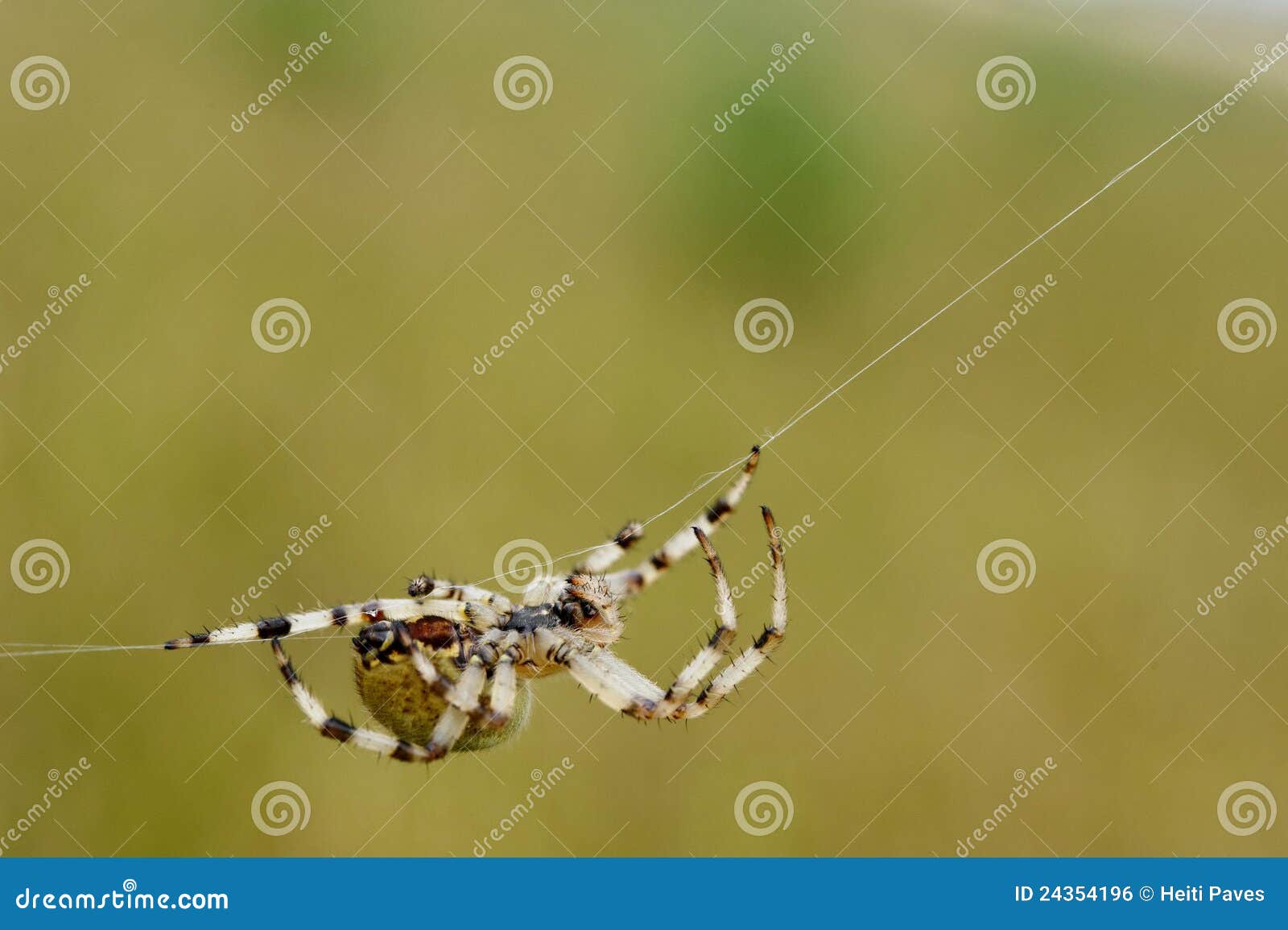 European garden spider stock photo. Image of spiderweb - 24354196