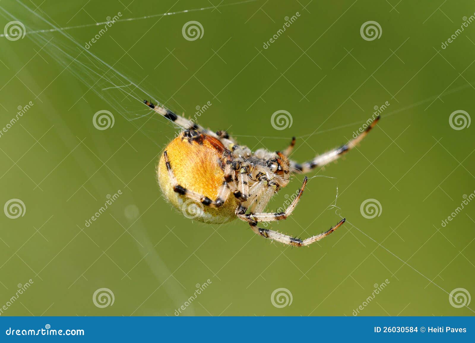 European garden spider stock photo. Image of araneus - 26030584