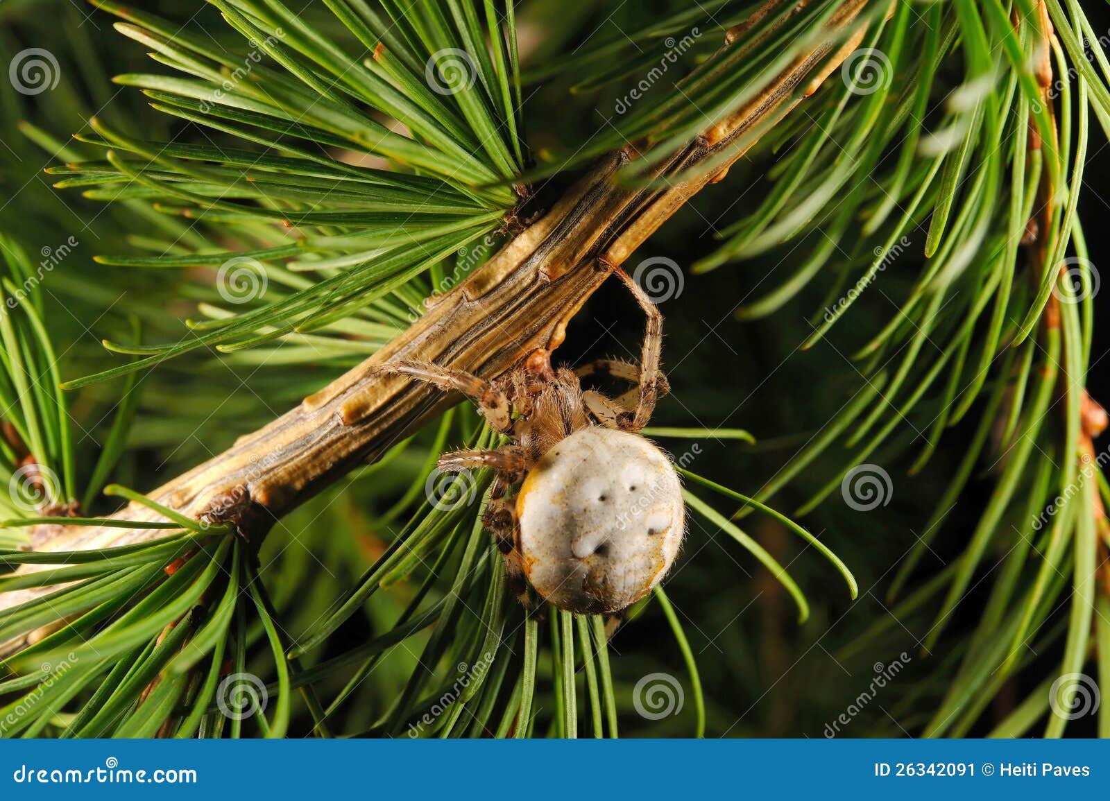 European garden spider stock image. Image of spider, araneus - 26342091