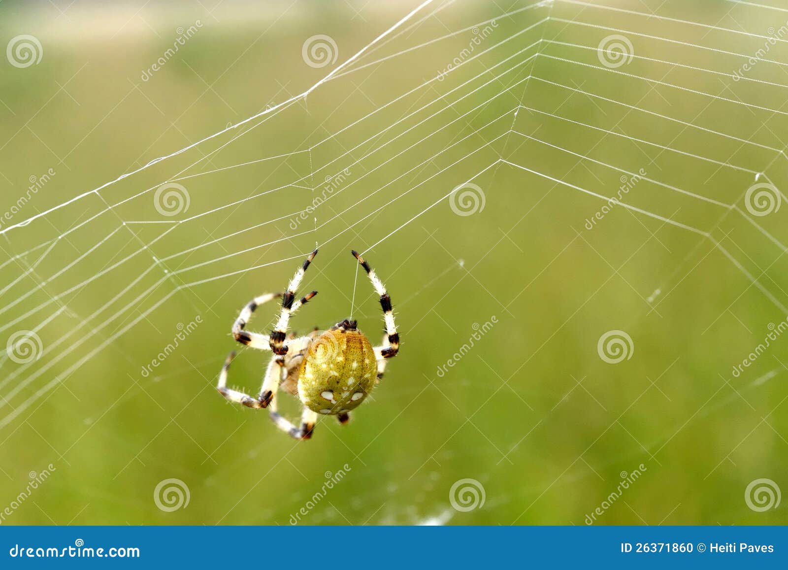 European garden spider stock photo. Image of zoology - 26371860
