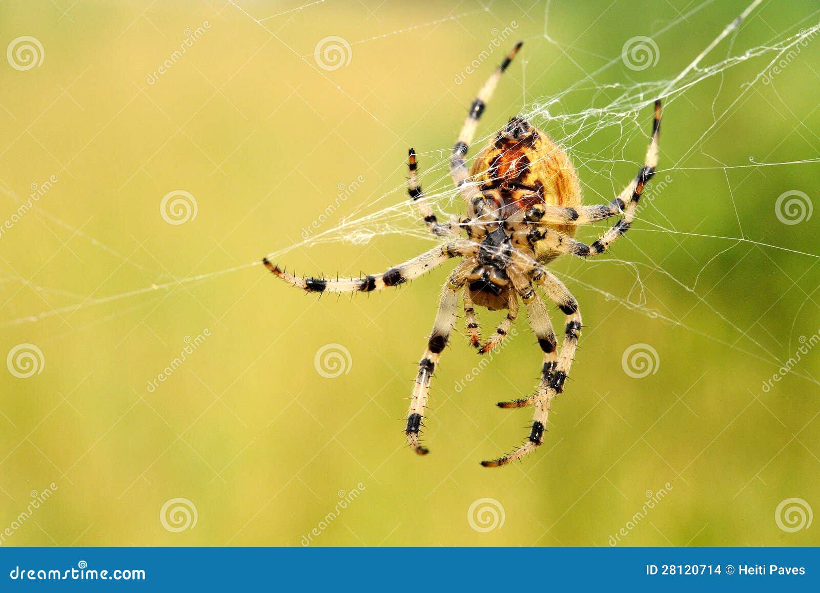 European garden spider stock photo. Image of flower, arachnida - 28120714