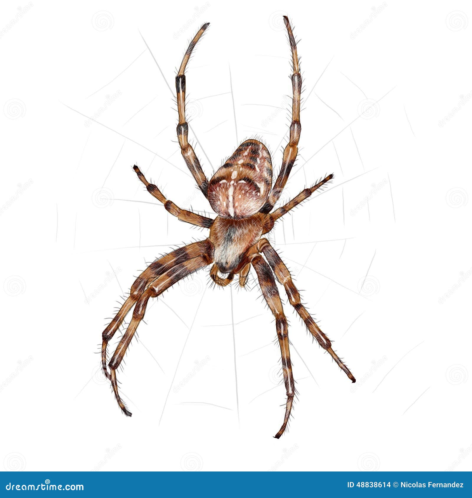 European Garden Spider Illustration, Drawing, Engraving, Ink, Line Art ...