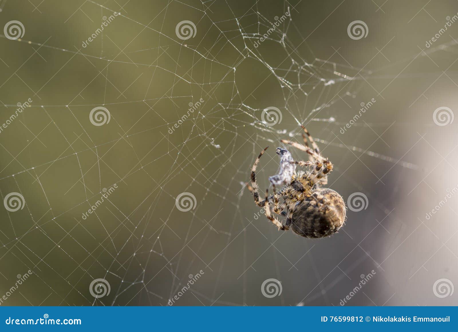 European Garden Spider Webbing a Wasp Stock Photo - Image of macro ...