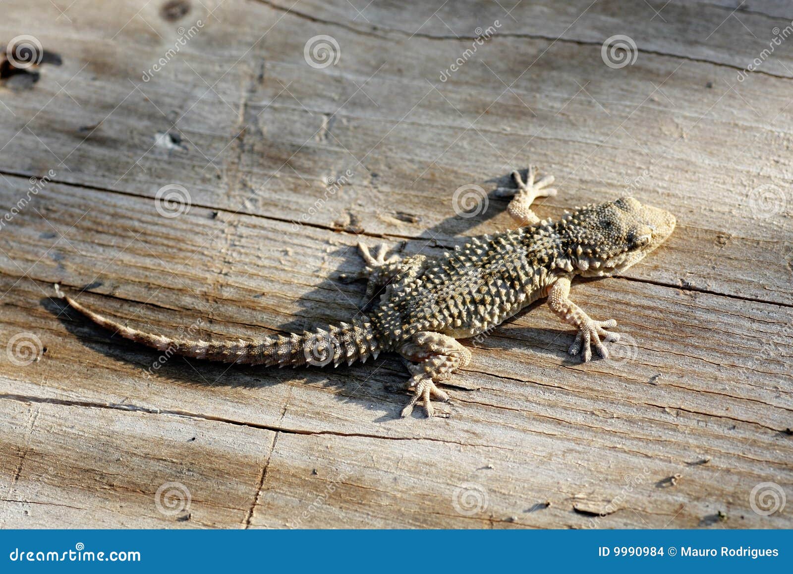 European gecko stock photo. Image of closeup, skin, lizard - 9990984