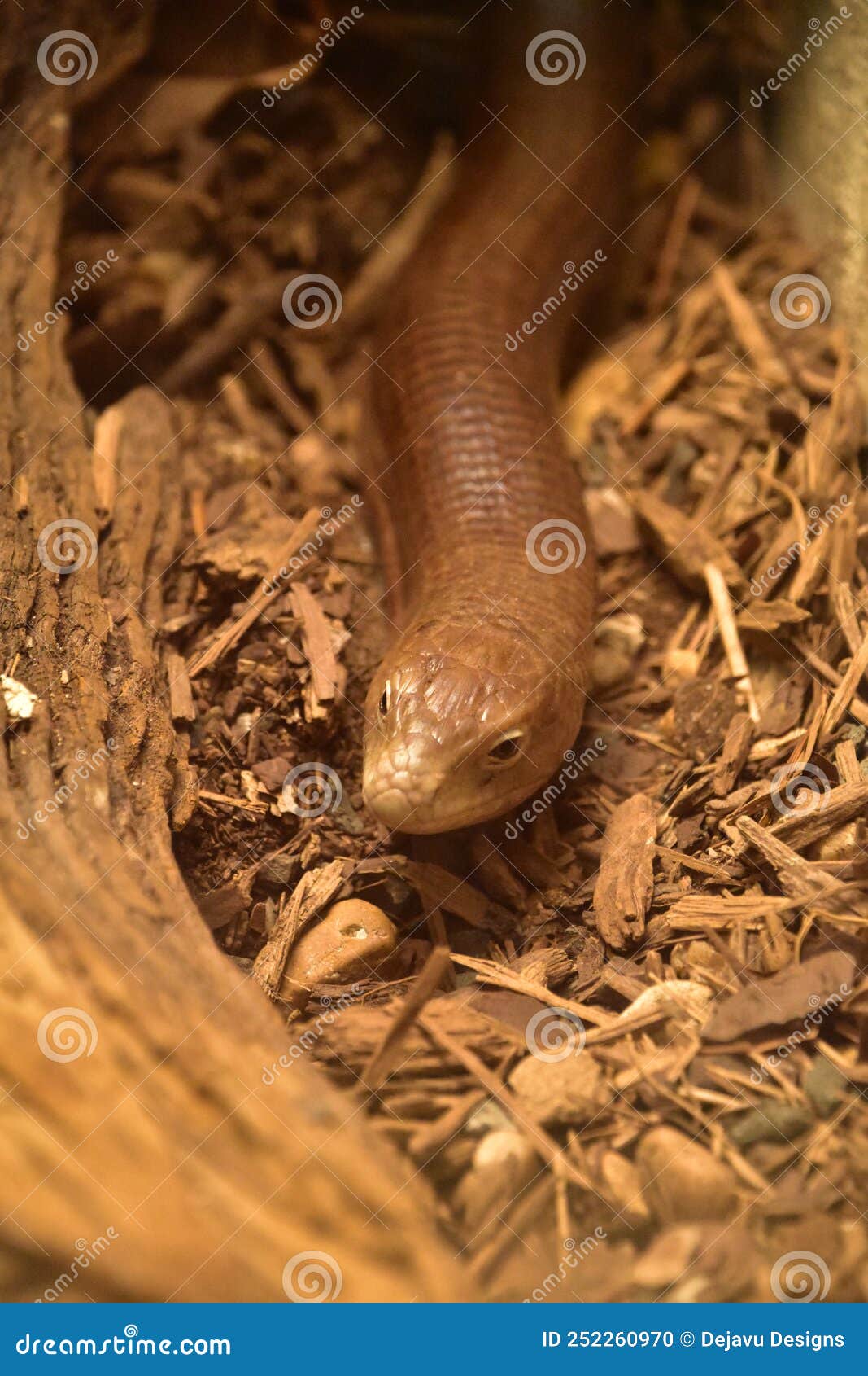 European Glass Lizard a Legless Lizard Not a Snake Stock Photo - Image ...