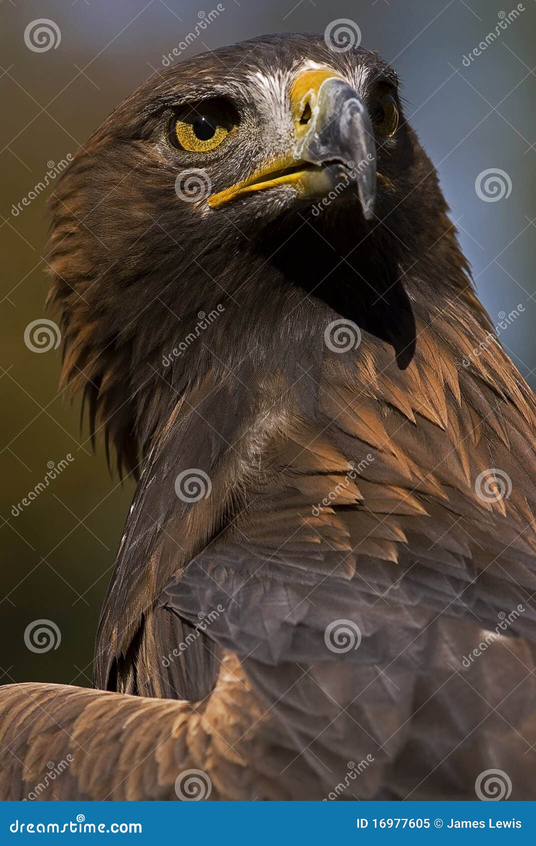 European Golden Eagle stock image. Image of feather, flying - 16977605