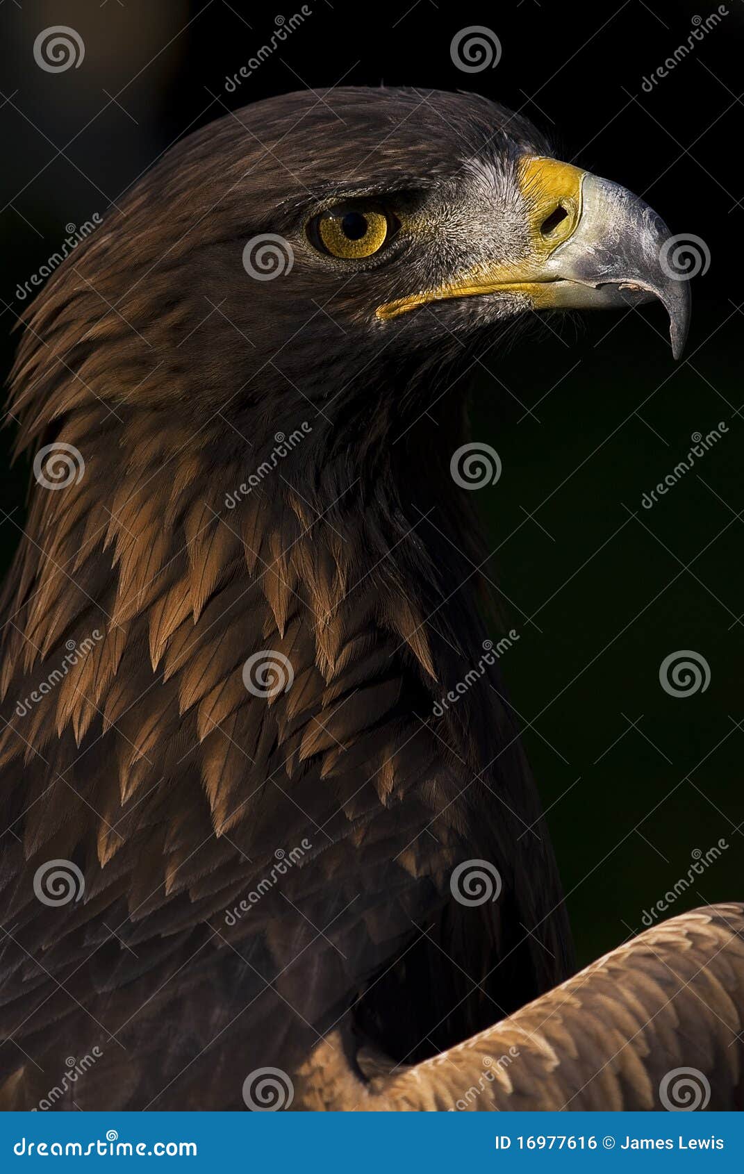 European Golden Eagle stock photo. Image of raptor, skyhunter - 16977616