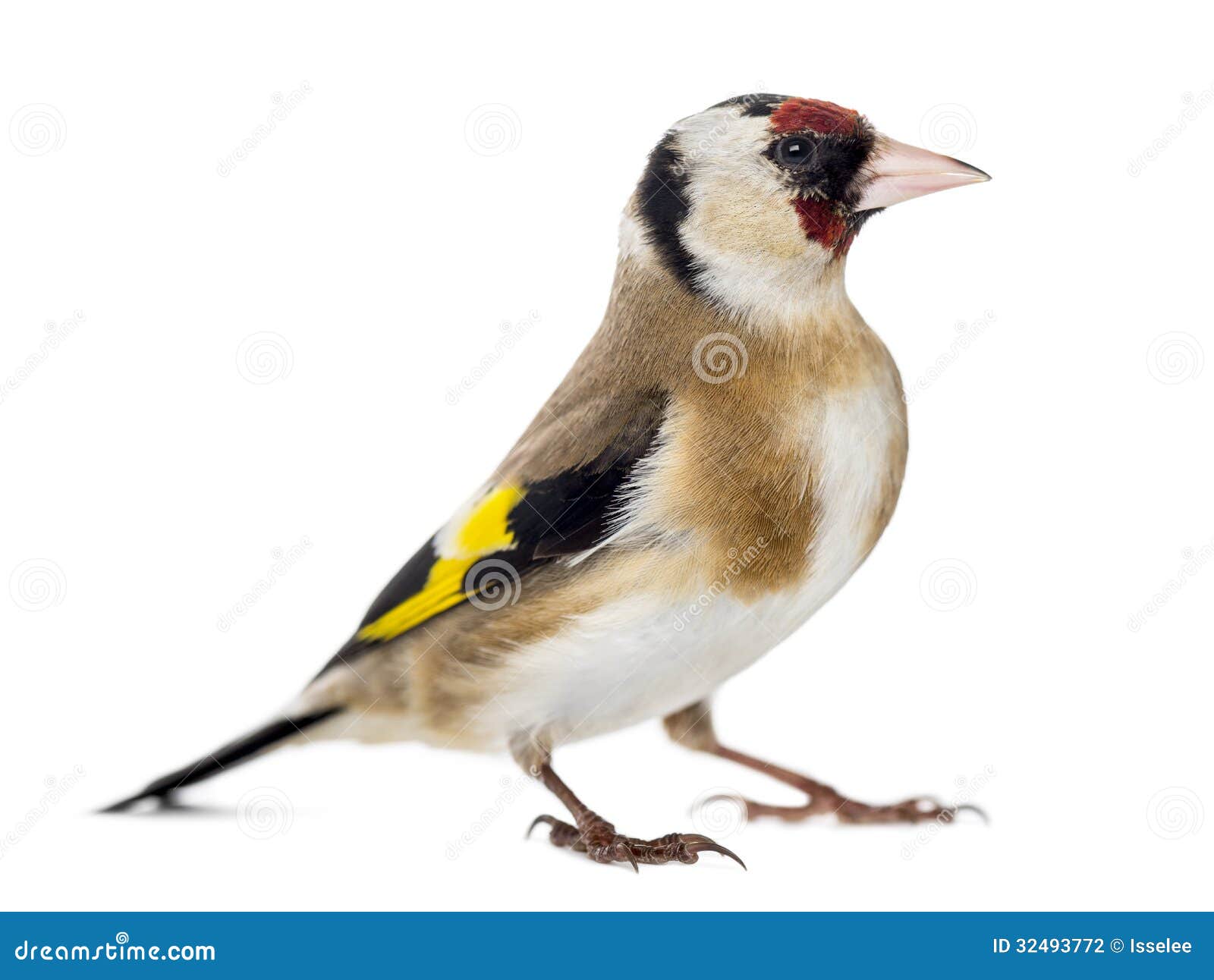 European Goldfinch, Carduelis Carduelis, Standing, Isolated Stock Photo ... European Goldfinch, Carduelis Carduelis, Standing, Isolated Stock Photo ...