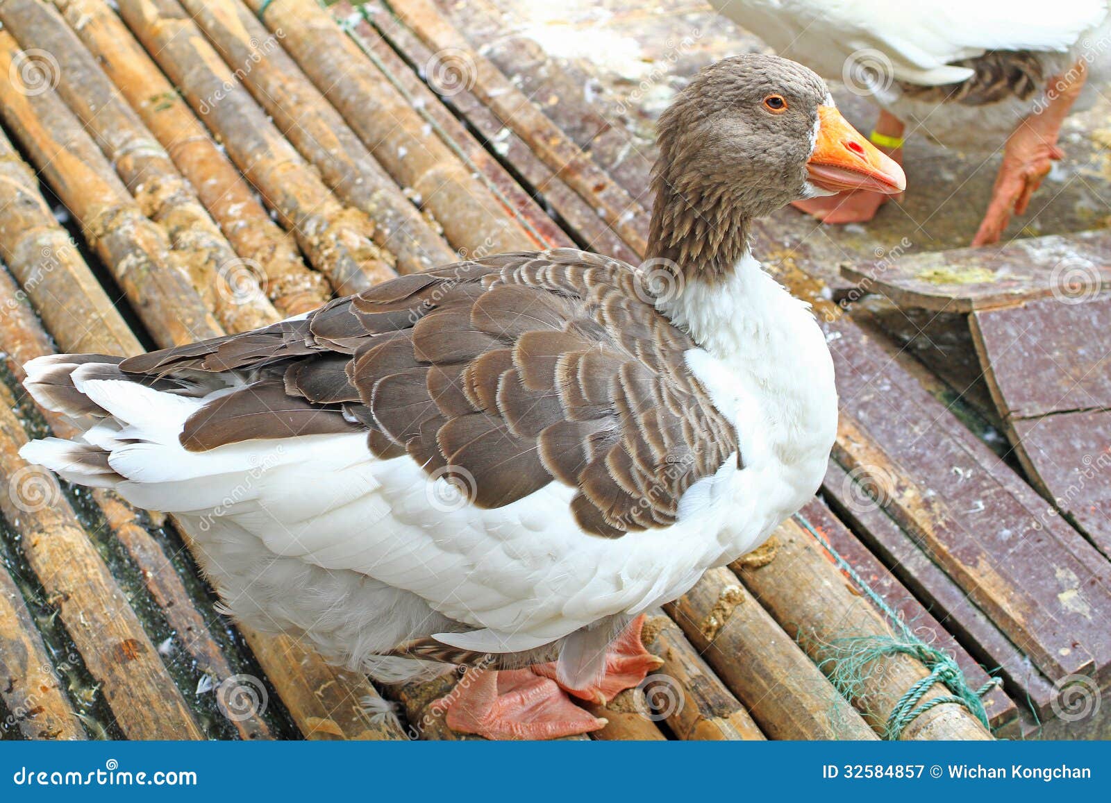 European goose. stock image. Image of brown, color, german - 32584857