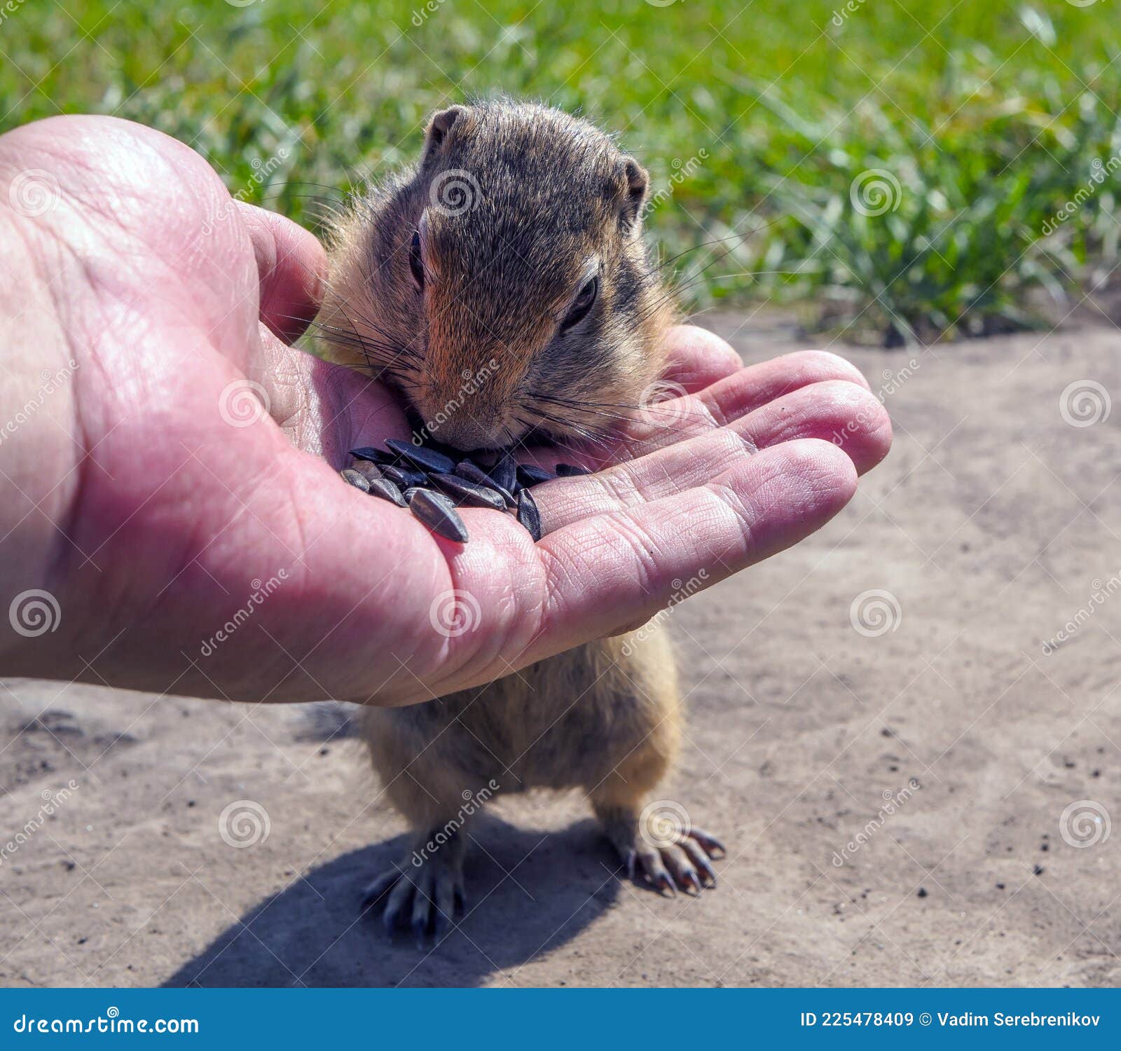 European Gopher is Eating Sunflower Grains from Human Hand Stock Image ...
