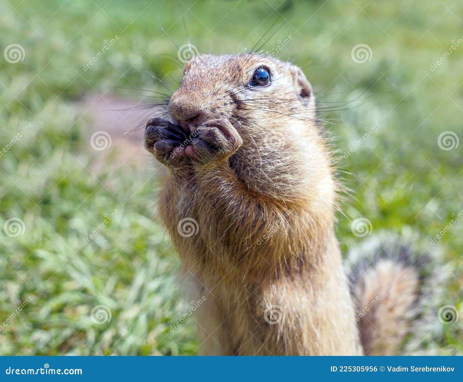 European Gopher on the Lawn is Looking at Camera Stock Photo - Image of ...