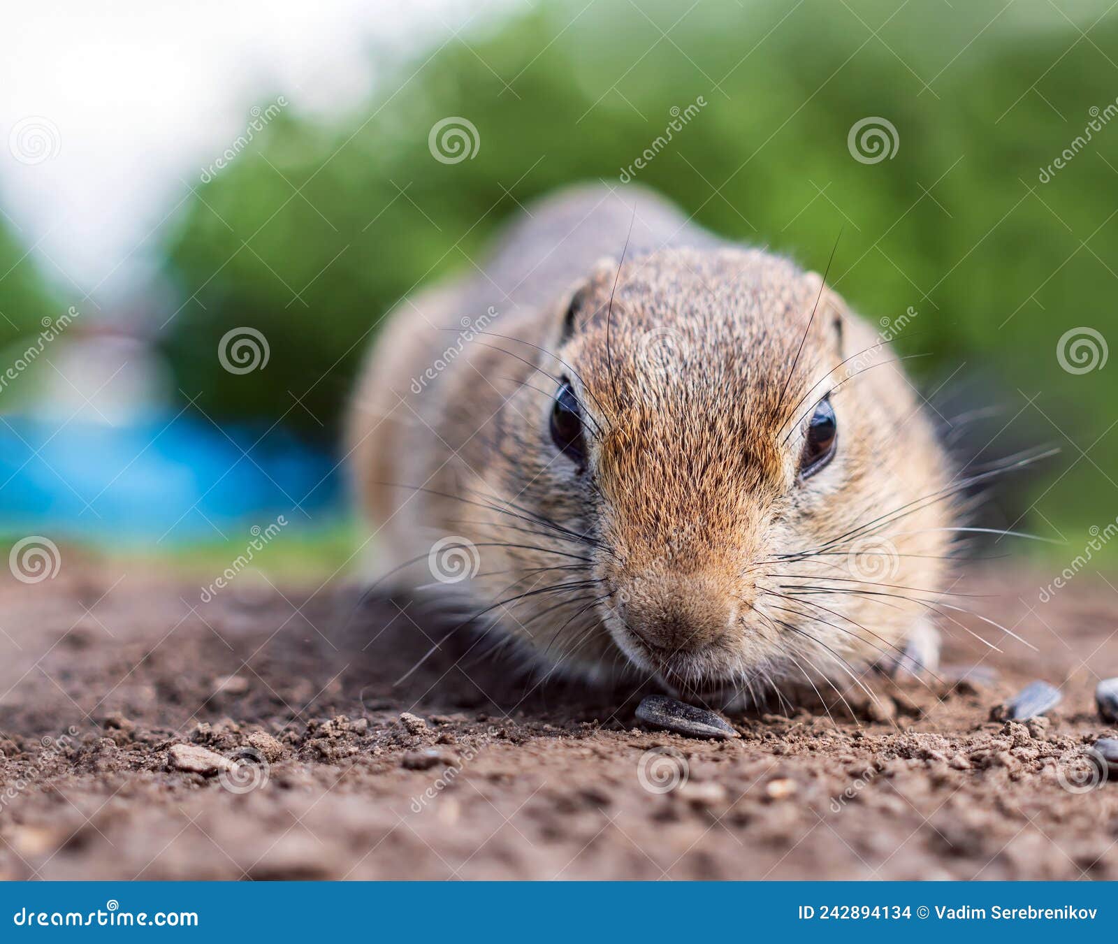 European Gopher on the Lawn is Looking at Camera Stock Photo - Image of ...