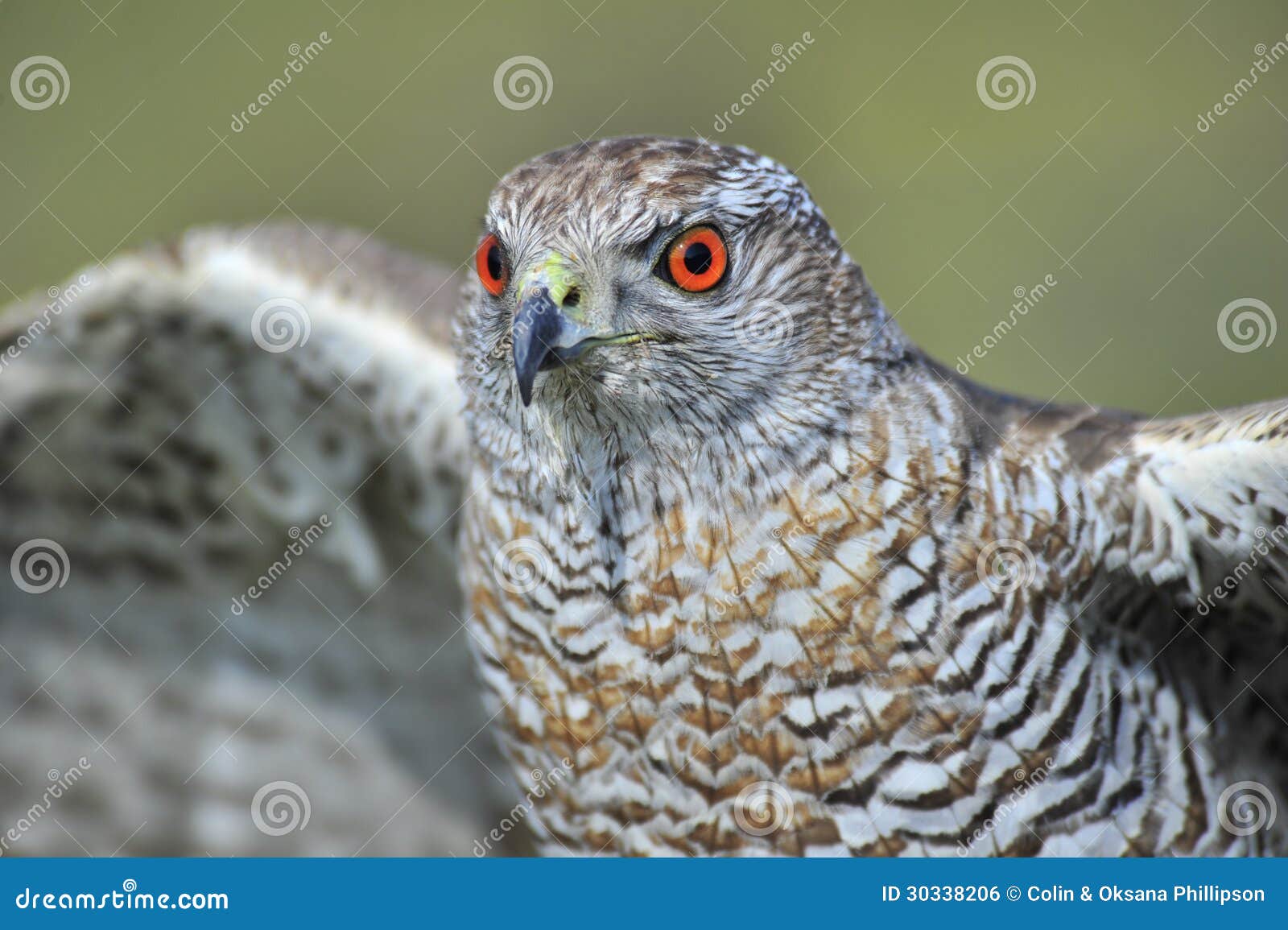 European Goshawk stock photo. Image of head, face, diurnal - 30338206