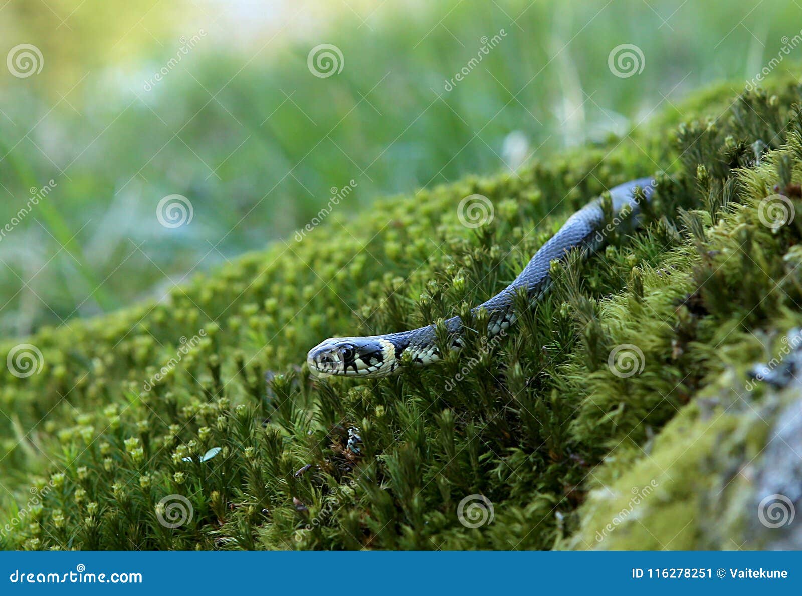 Grass Snake on Moss in Forest. Stock Image - Image of pattern, nature ...
