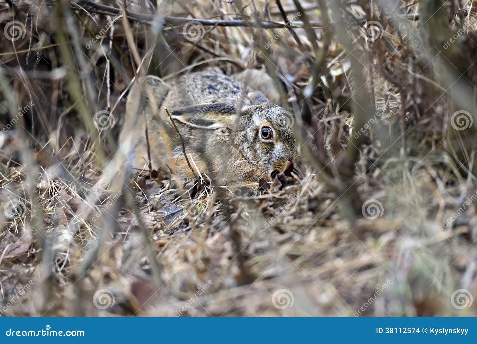 European gray hare stock photo. Image of forest, cautious - 38112574