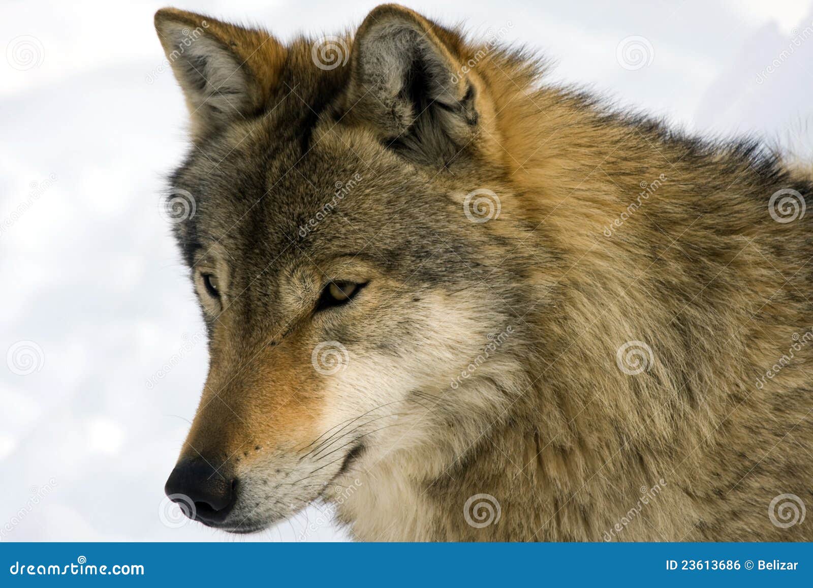 European gray wolf stock photo. Image of carnivore, head - 23613686