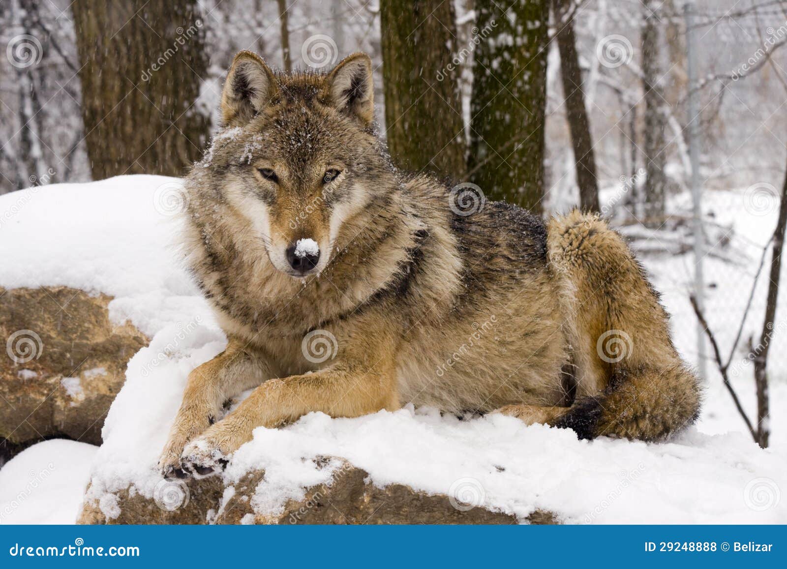 European gray wolf stock photo. Image of wolf, gray, canis - 29248888