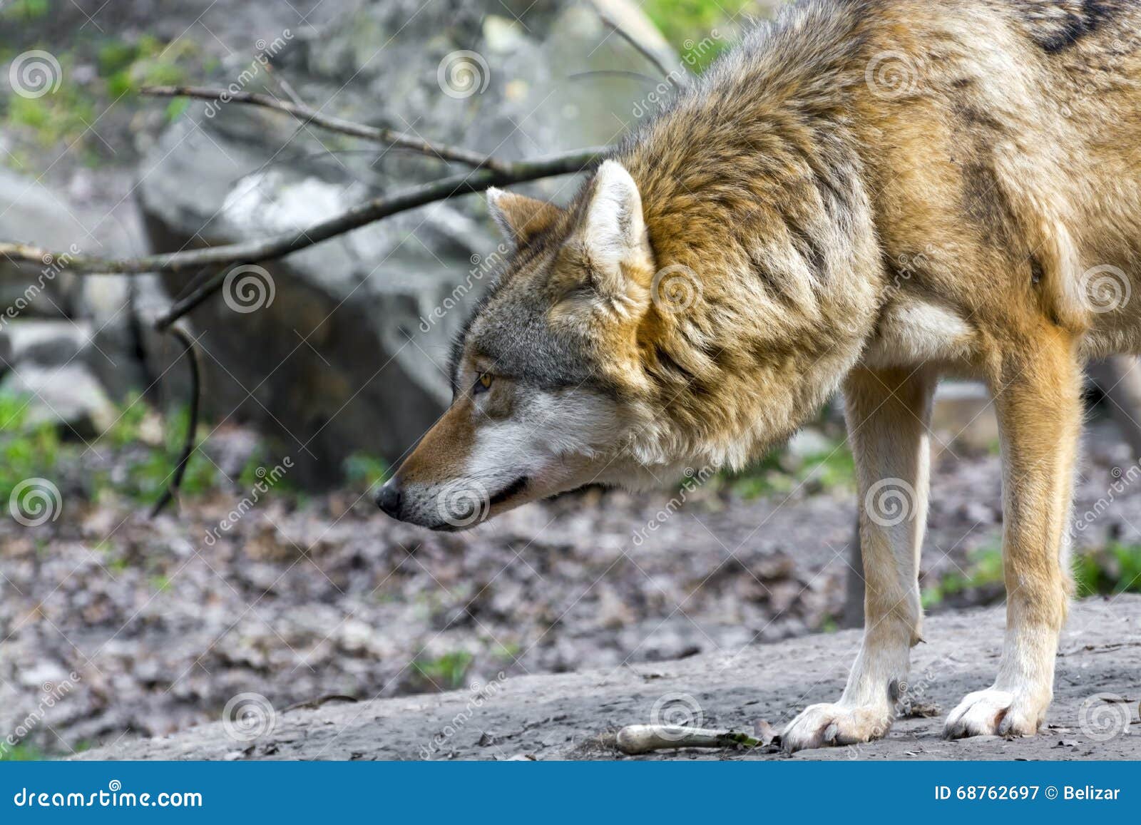 European Gray Wolf Hidden Behind A Log And Staring At Its Prey. Stock ...