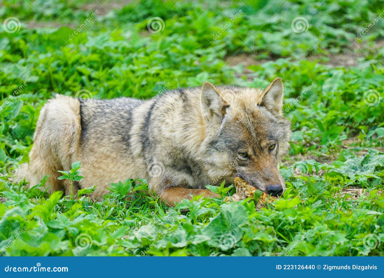 Wolf Eats Meat Royalty-Free Stock Image | CartoonDealer.com #54688150