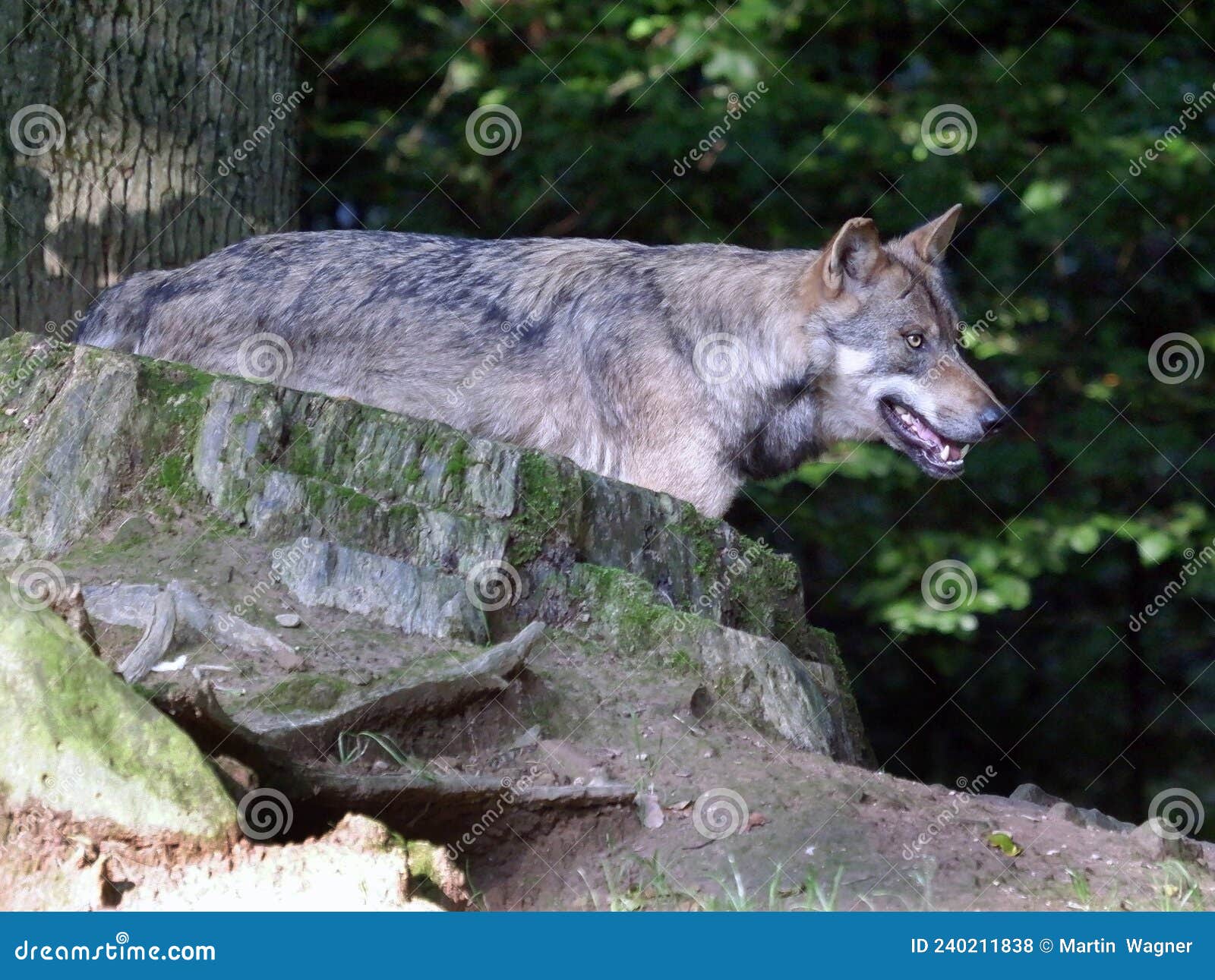 European Gray Wolf in Action in the Wild Stock Photo - Image of format ...