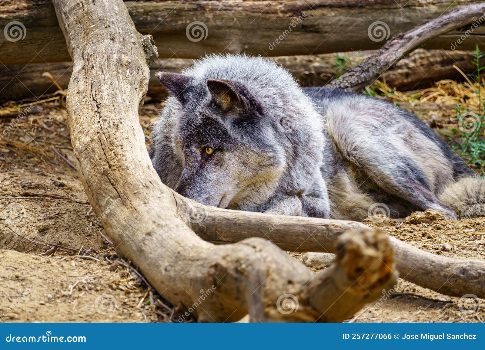 European Gray Wolf Hidden Behind A Log And Staring At Its Prey. Stock ...