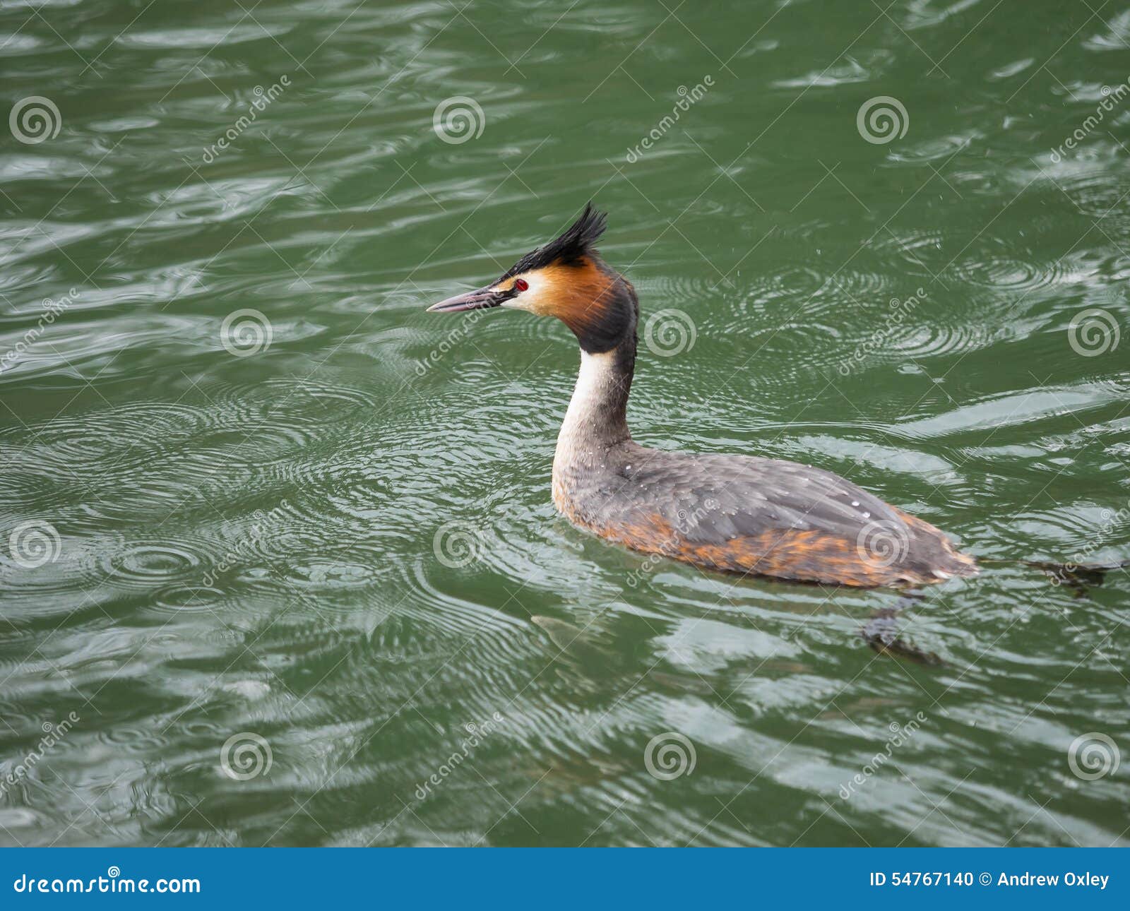 European Great Crested Grebe Stock Photo - Image of grebe, adult: 54767140