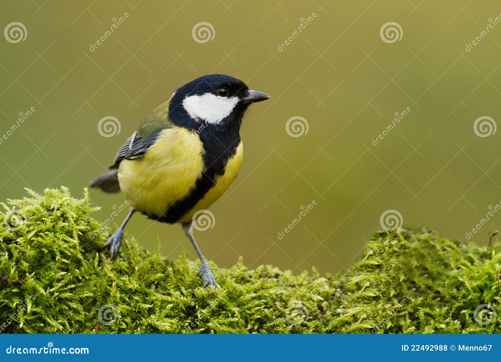 European great tit stock photo. Image of ornithology - 22492988