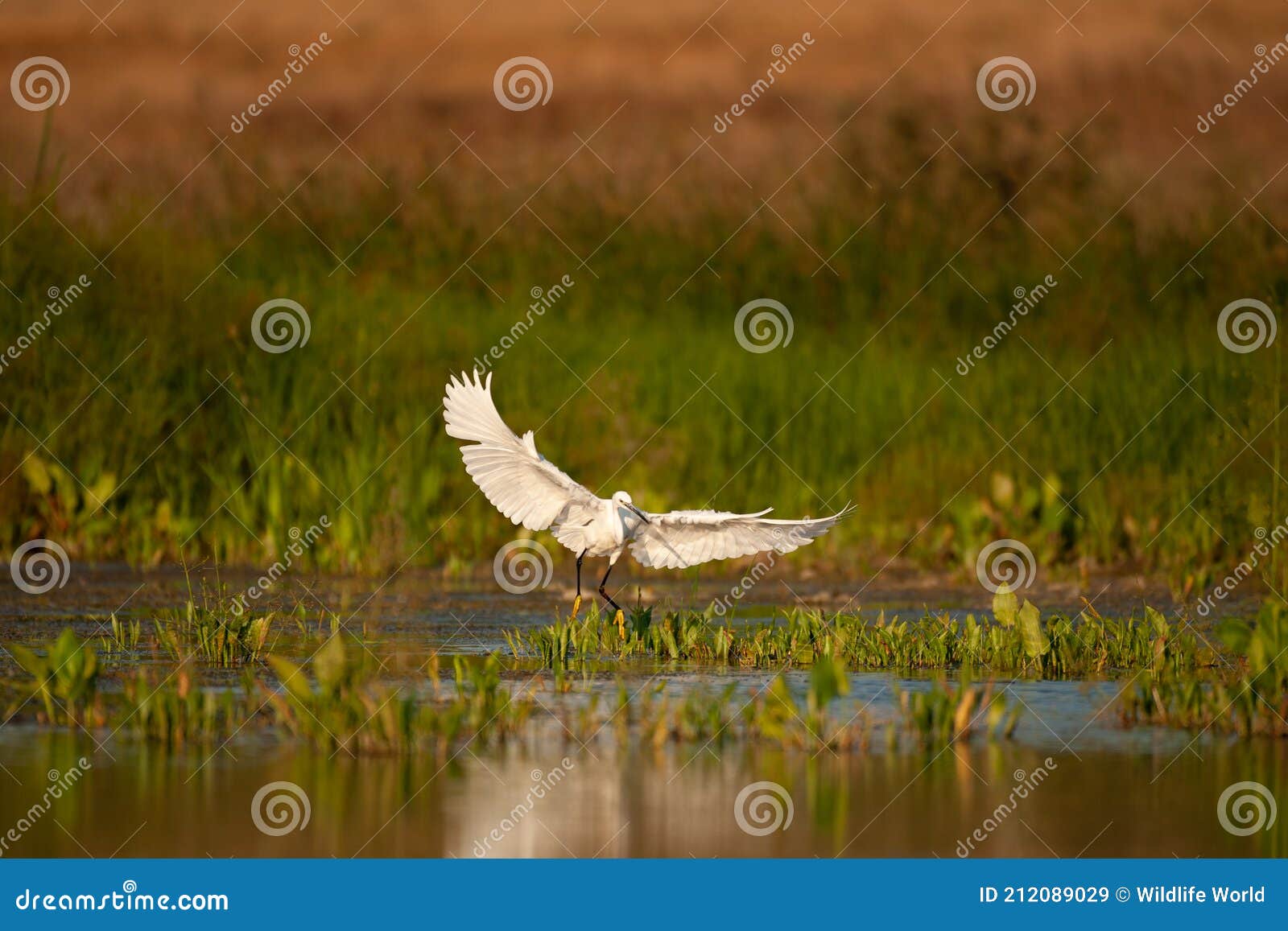 European Great White Egret Flying, Ardea Alba Stock Image - Image of ...