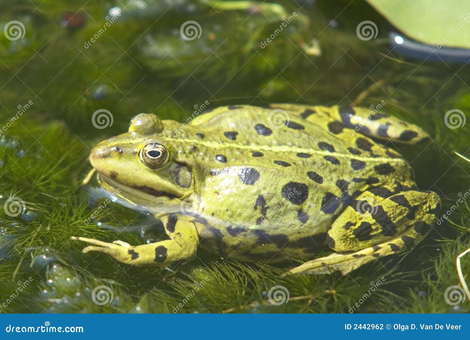 European green edible frog stock photo. Image of rana - 2442962