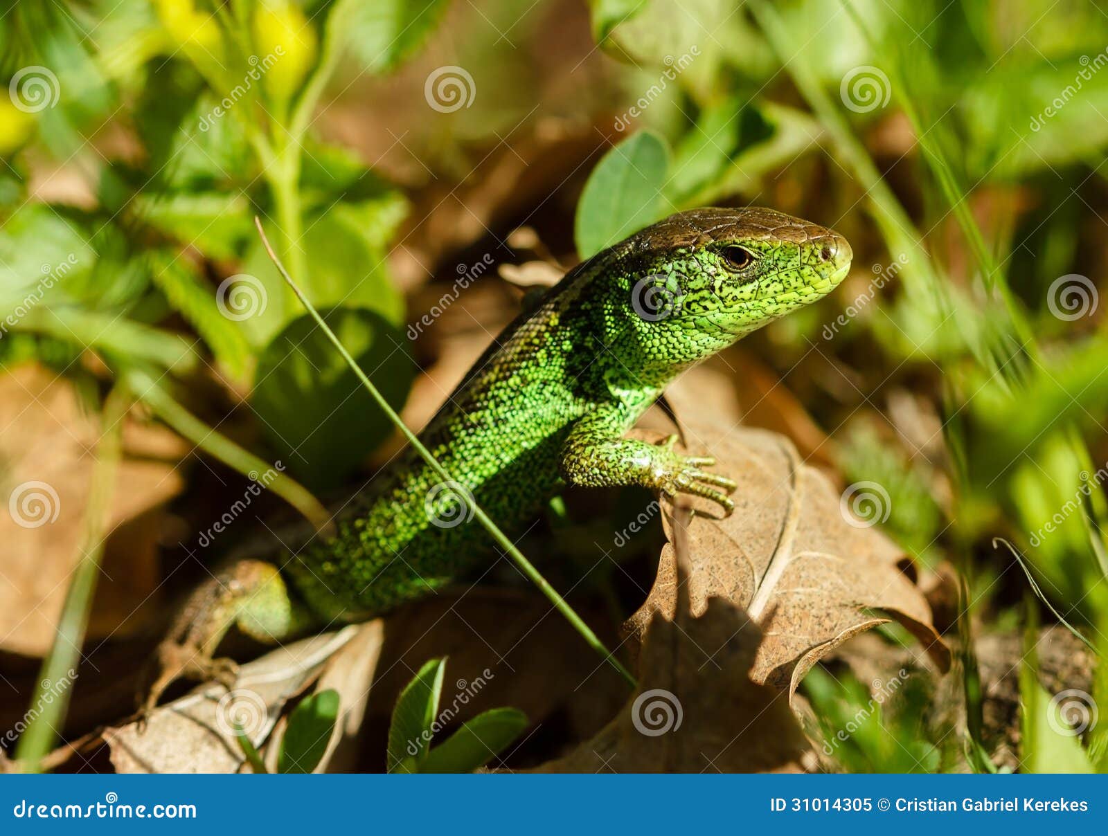 European Green Lizard in Green Grass. Stock Image - Image of wildlife ...