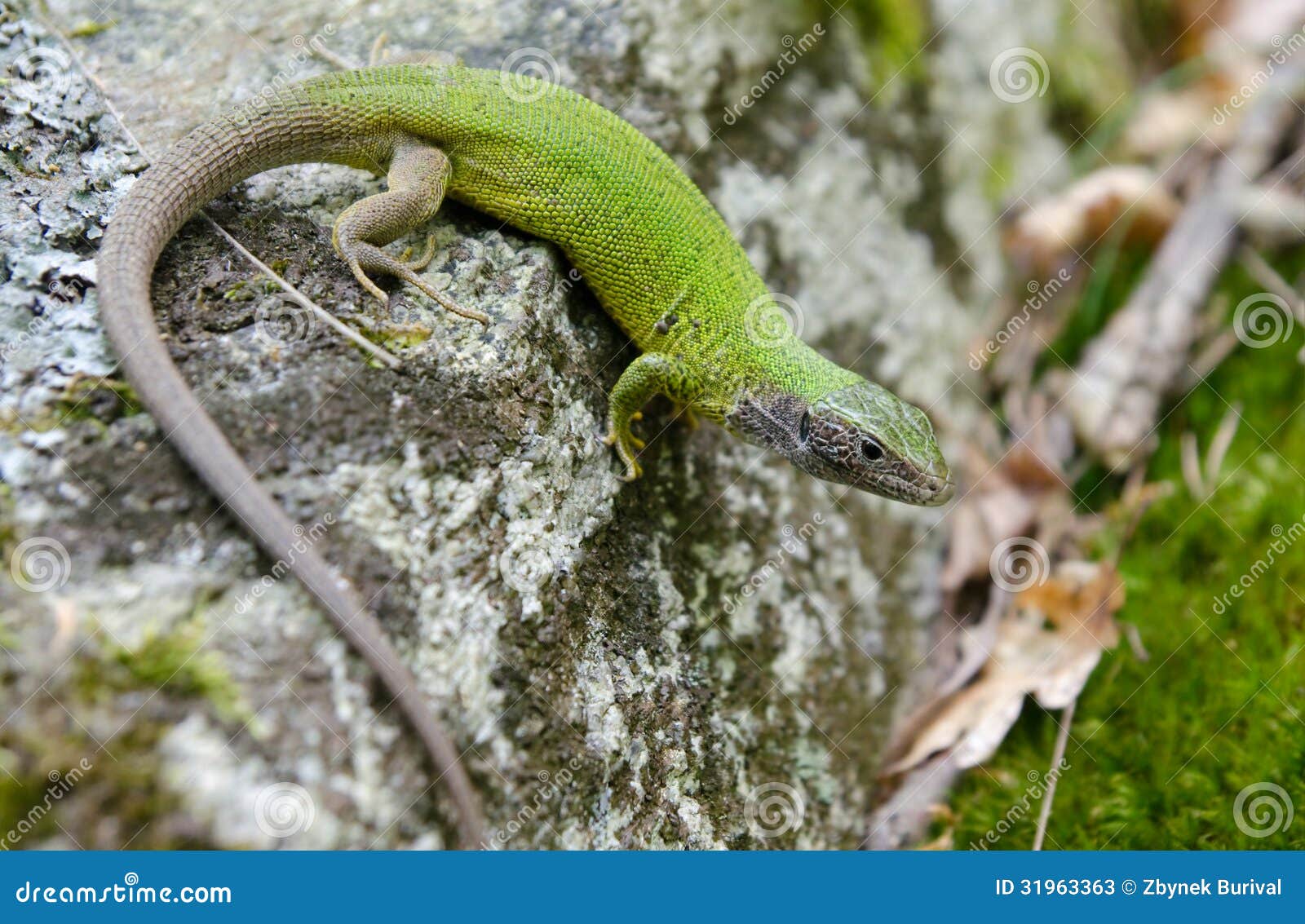 Green Lacerta Viridis, Lacerta Agilis Is A Species Of Lizard Of The ...