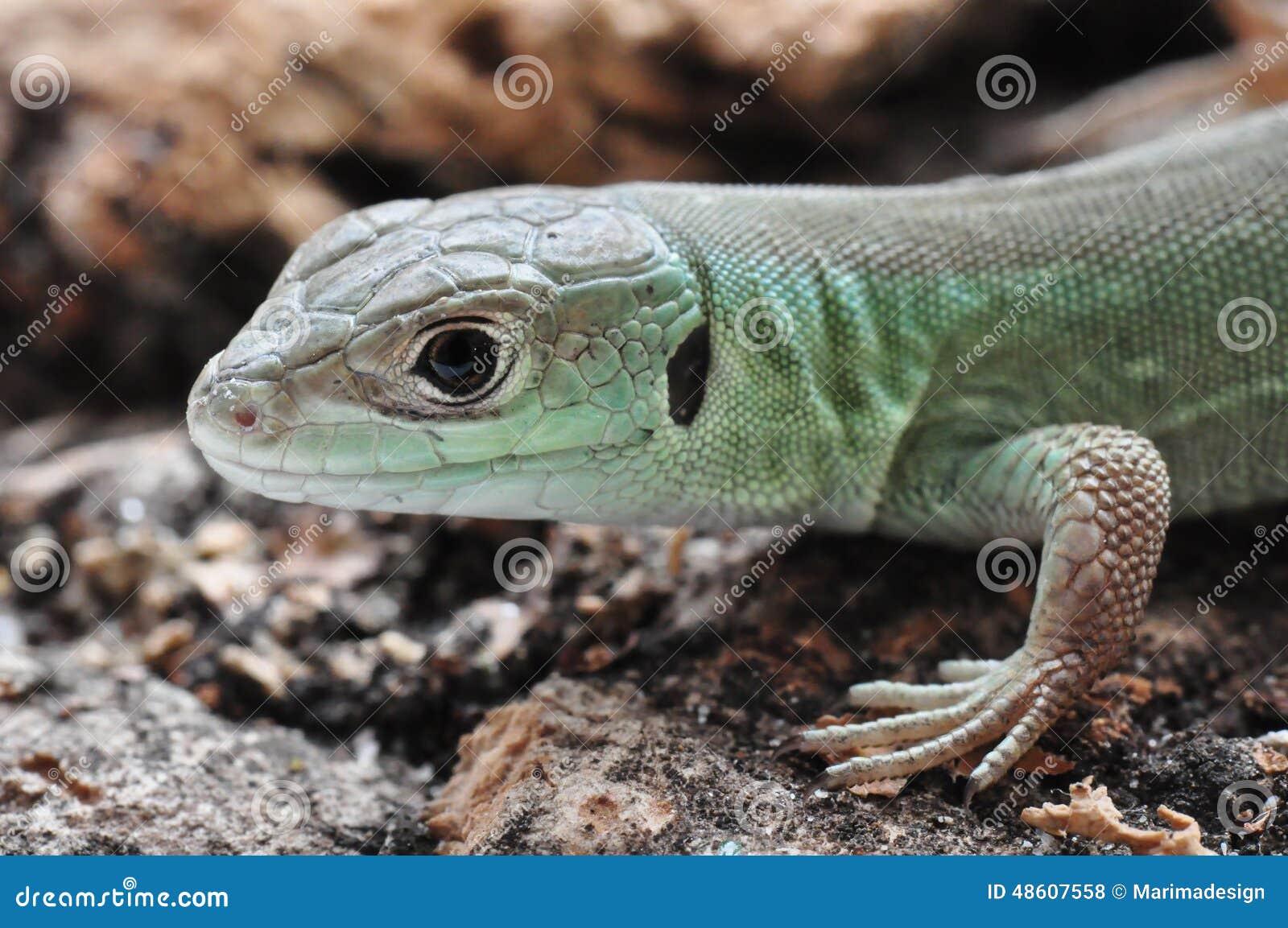 European green lizard stock photo. Image of goatling - 48607558