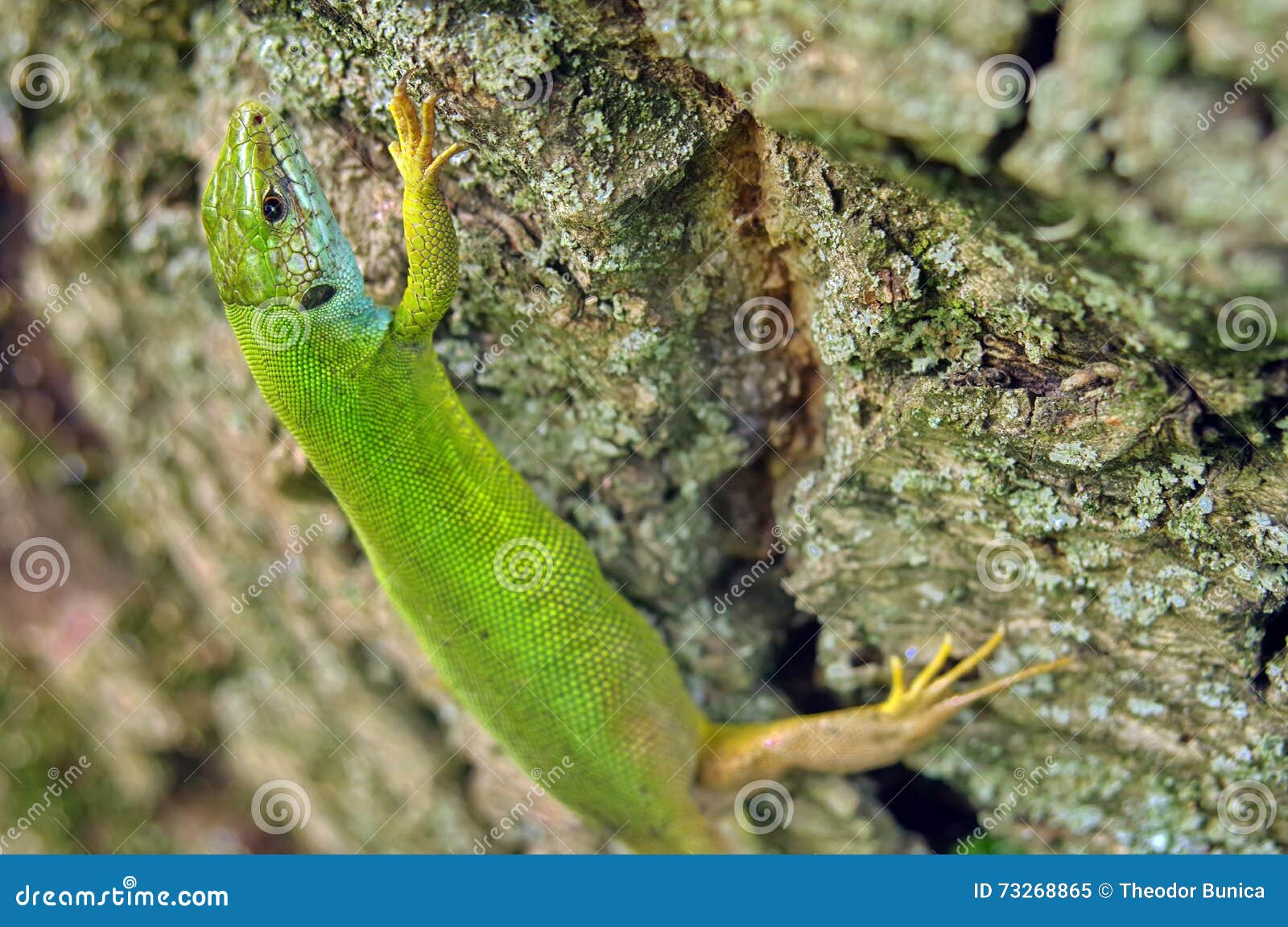 Wild Animal. Reptile. European Green Lizard Stock Image - Image of ...