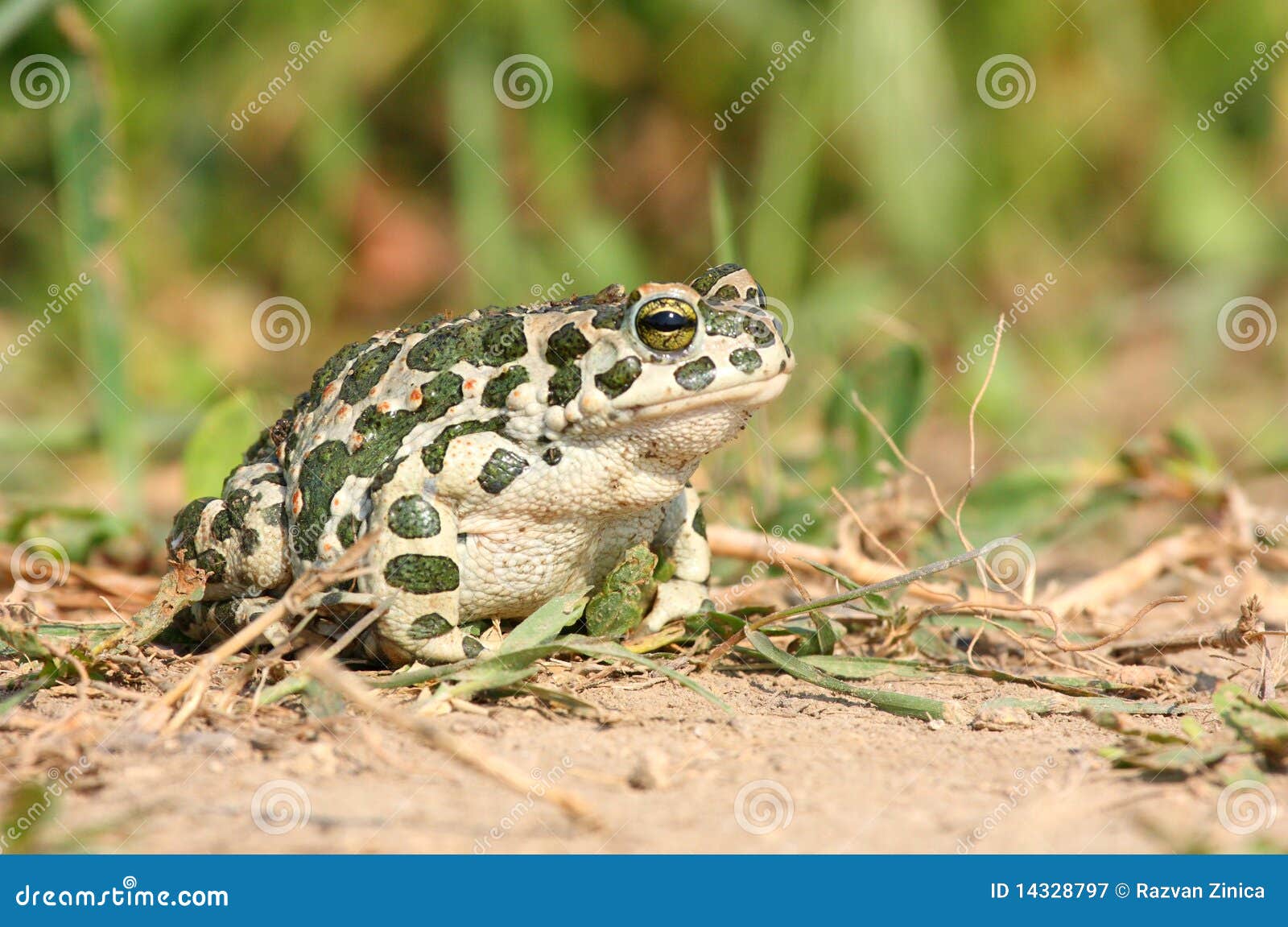 European Green Toad stock image. Image of amphibian, leaf - 14328797