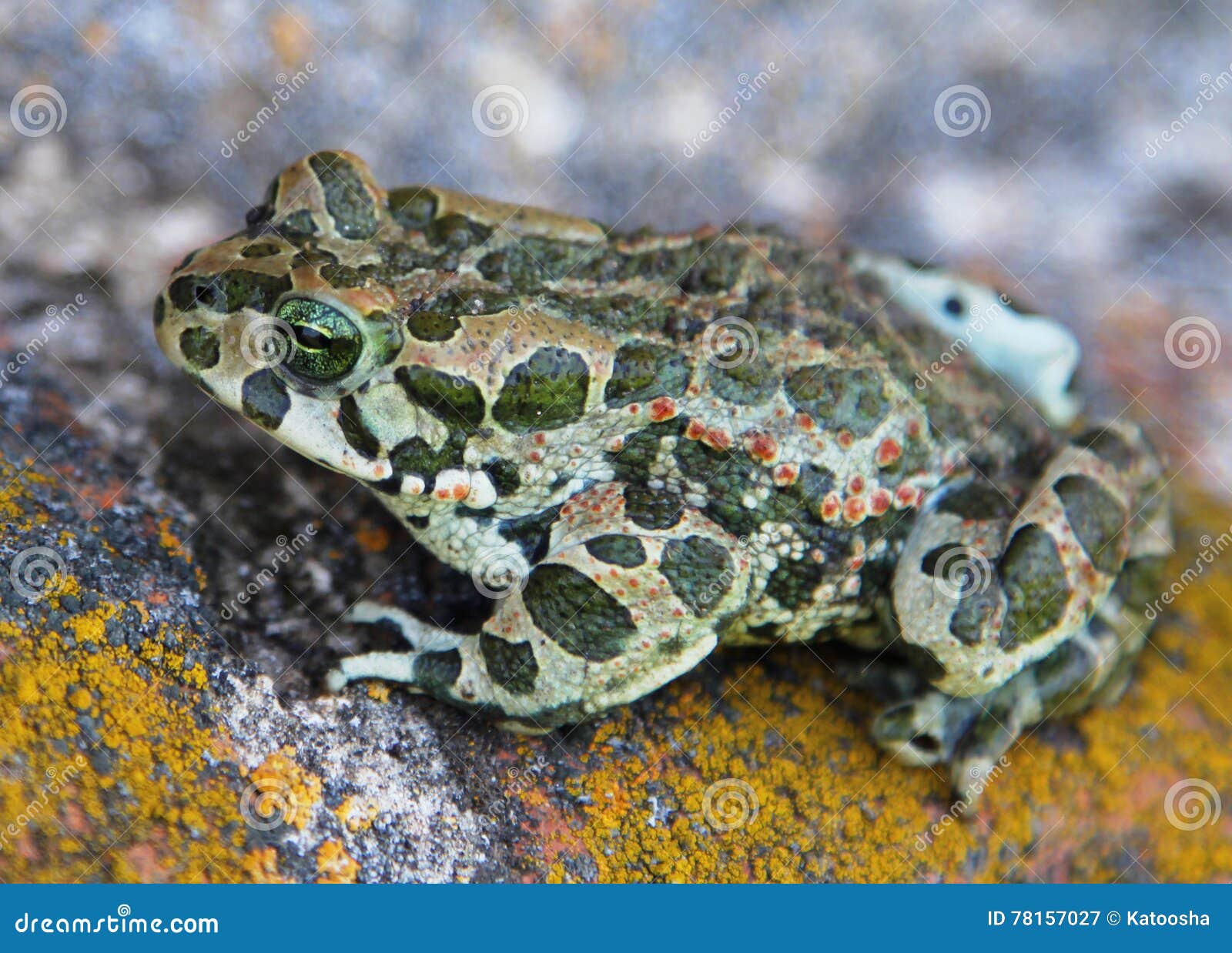 Bufo Viridis, European Green Toad. Royalty-Free Stock Photography ...