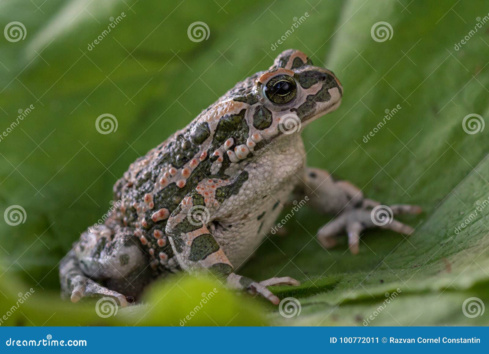 European Green Toad Bufo Viridis Stock Image - Image of reptile ...