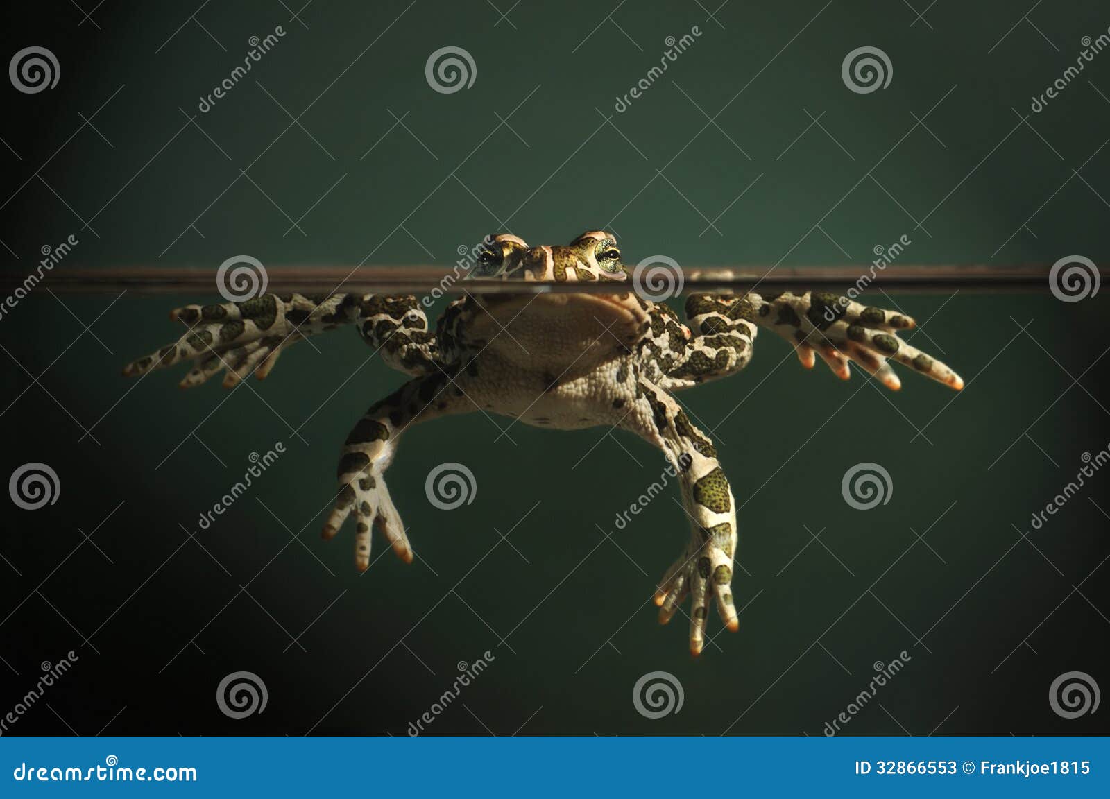 European Green Toad (Bufo Viridis) Stock Image - Image of floating ...
