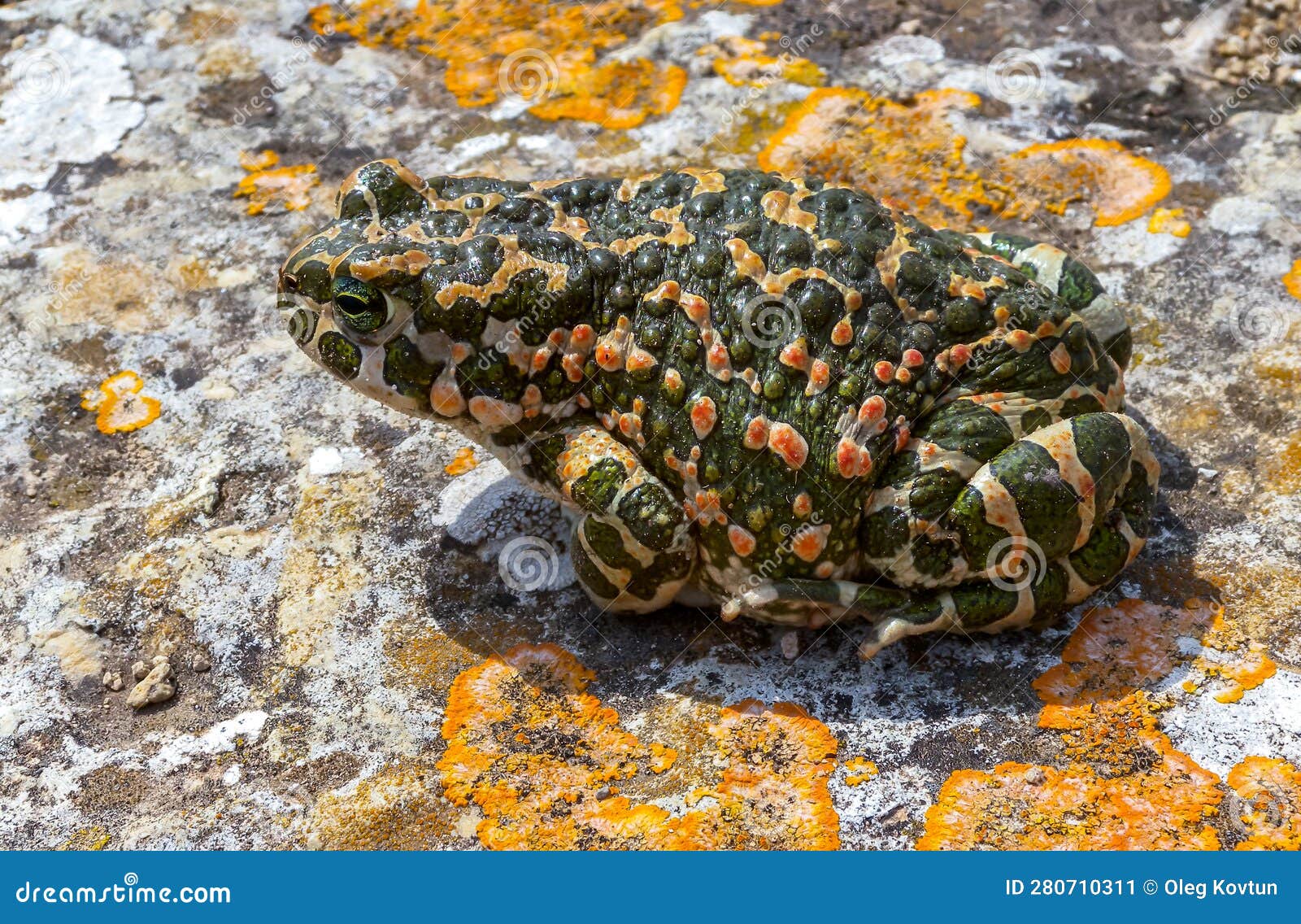 The European Green Toad (Bufotes Viridis), Crimea Stock Image - Image ...