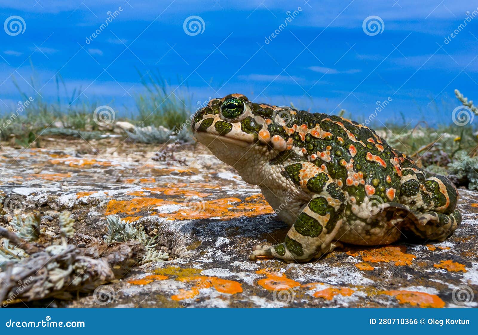 The European Green Toad (Bufotes Viridis), Crimea Stock Photo - Image ...