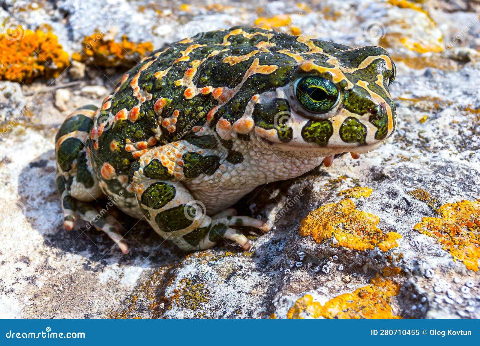 The European Green Toad (Bufotes Viridis), Crimea Stock Image - Image ...